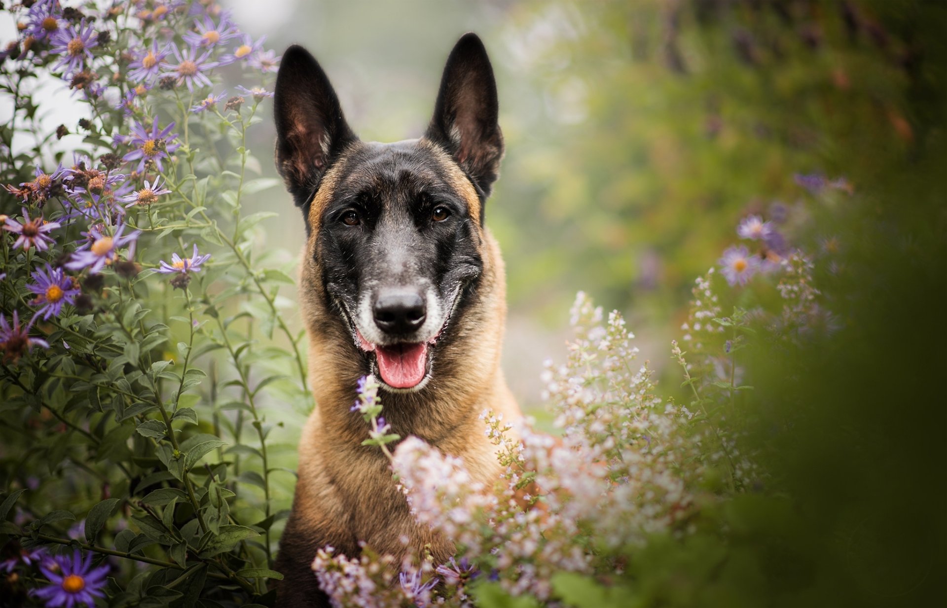 Download Malinois Flower Dog Animal Belgian Malinois HD Wallpaper