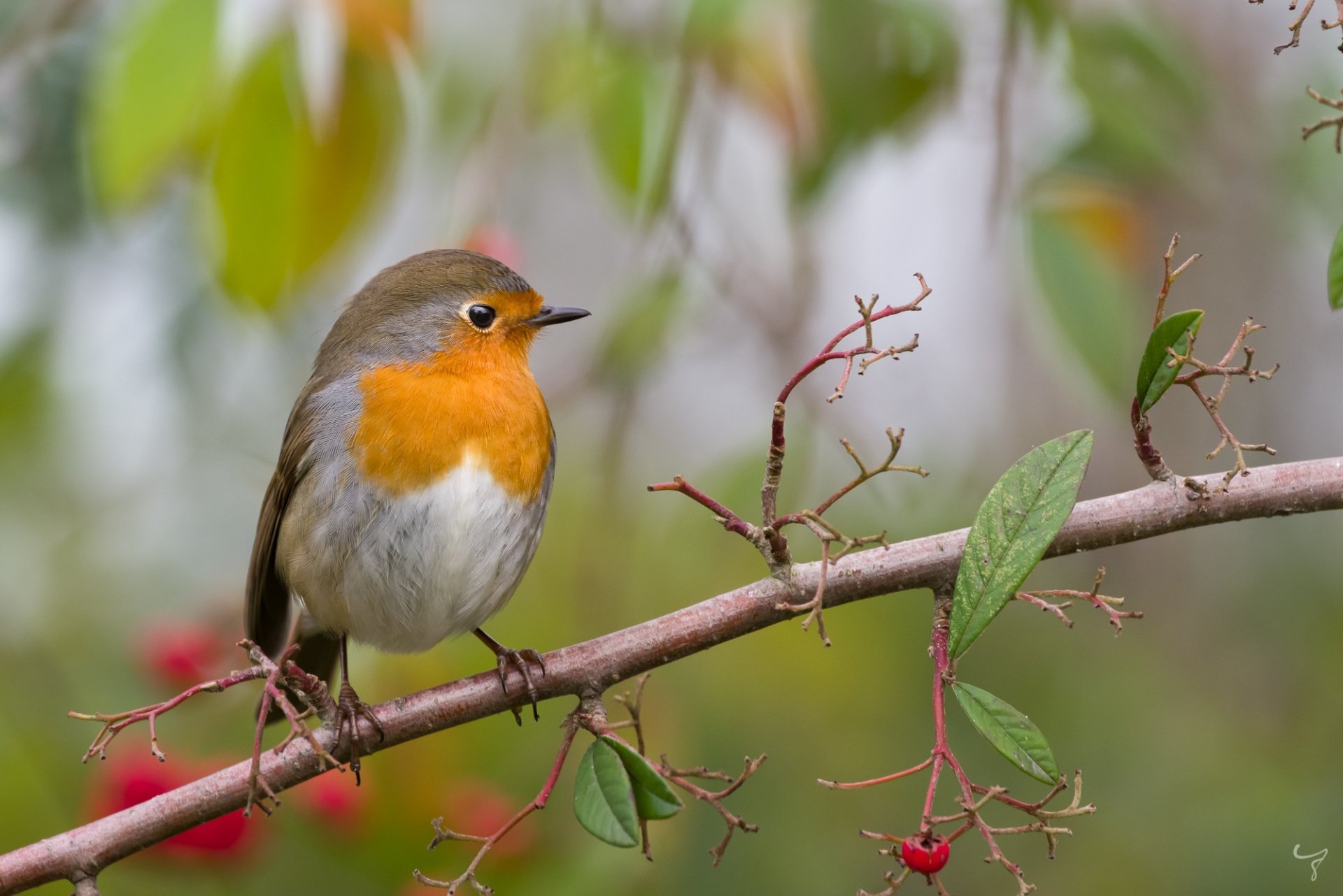 Download Passerine Bird Animal Robin HD Wallpaper
