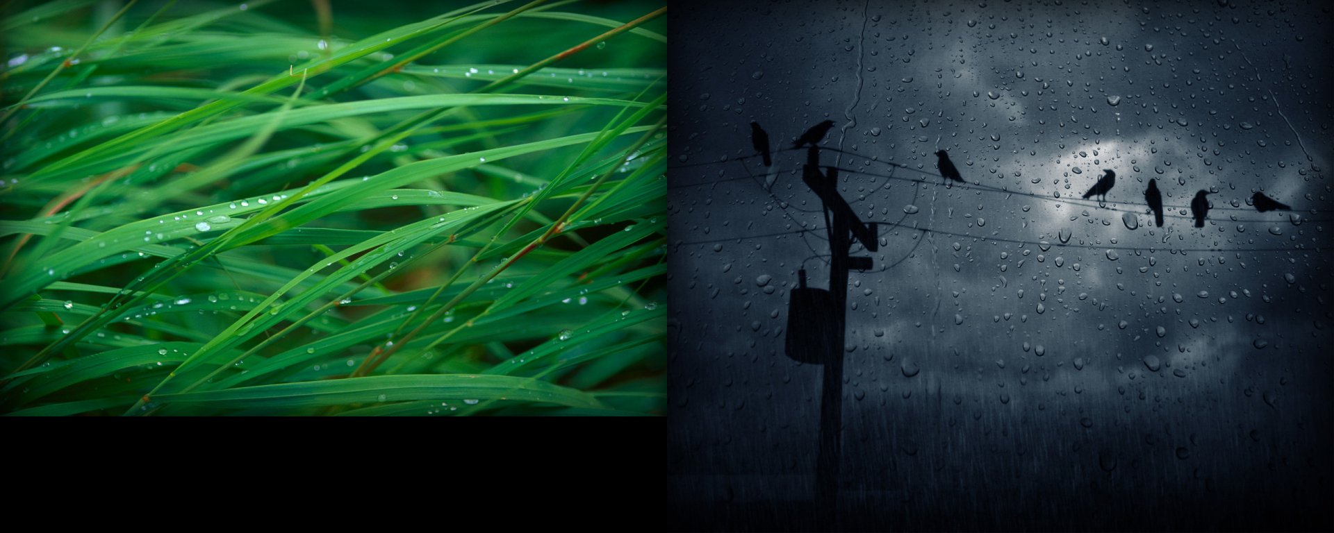 Download Crow Rain Grass Artistic Wallpaper | 2560x1024 | Wallpaper Abyss