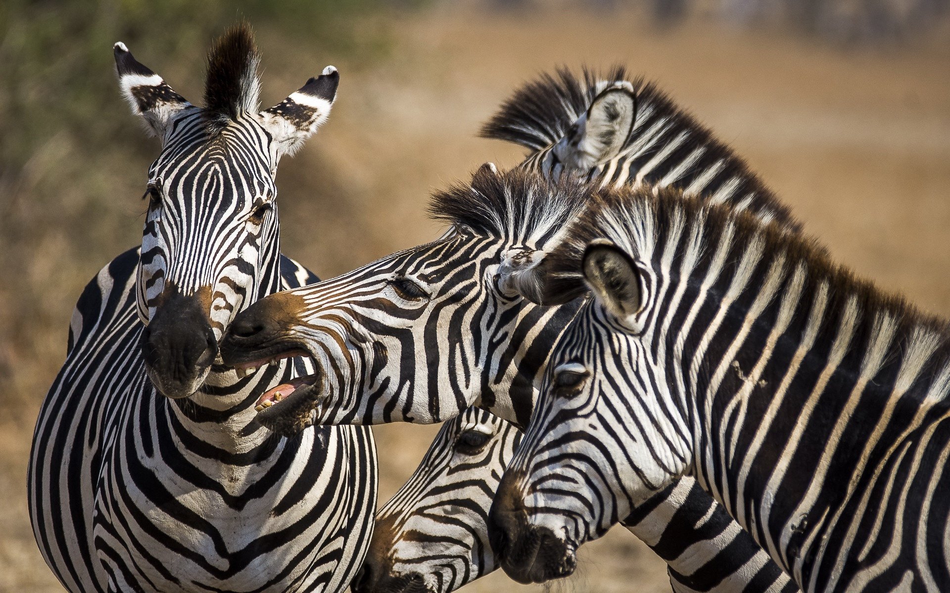 Download Animal Zebra HD Wallpaper