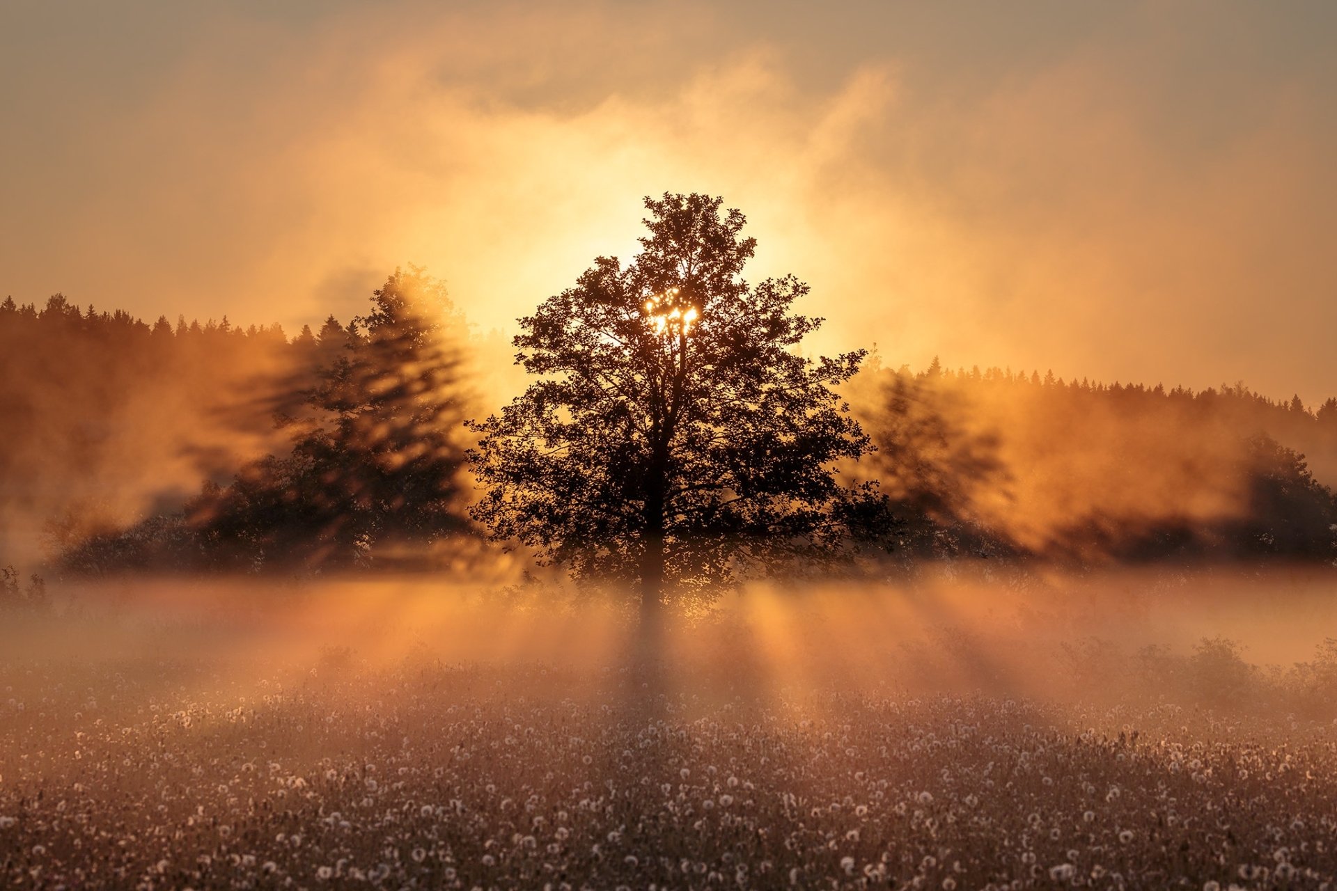 Download Nature Sunrise Tree Fog HD Wallpaper