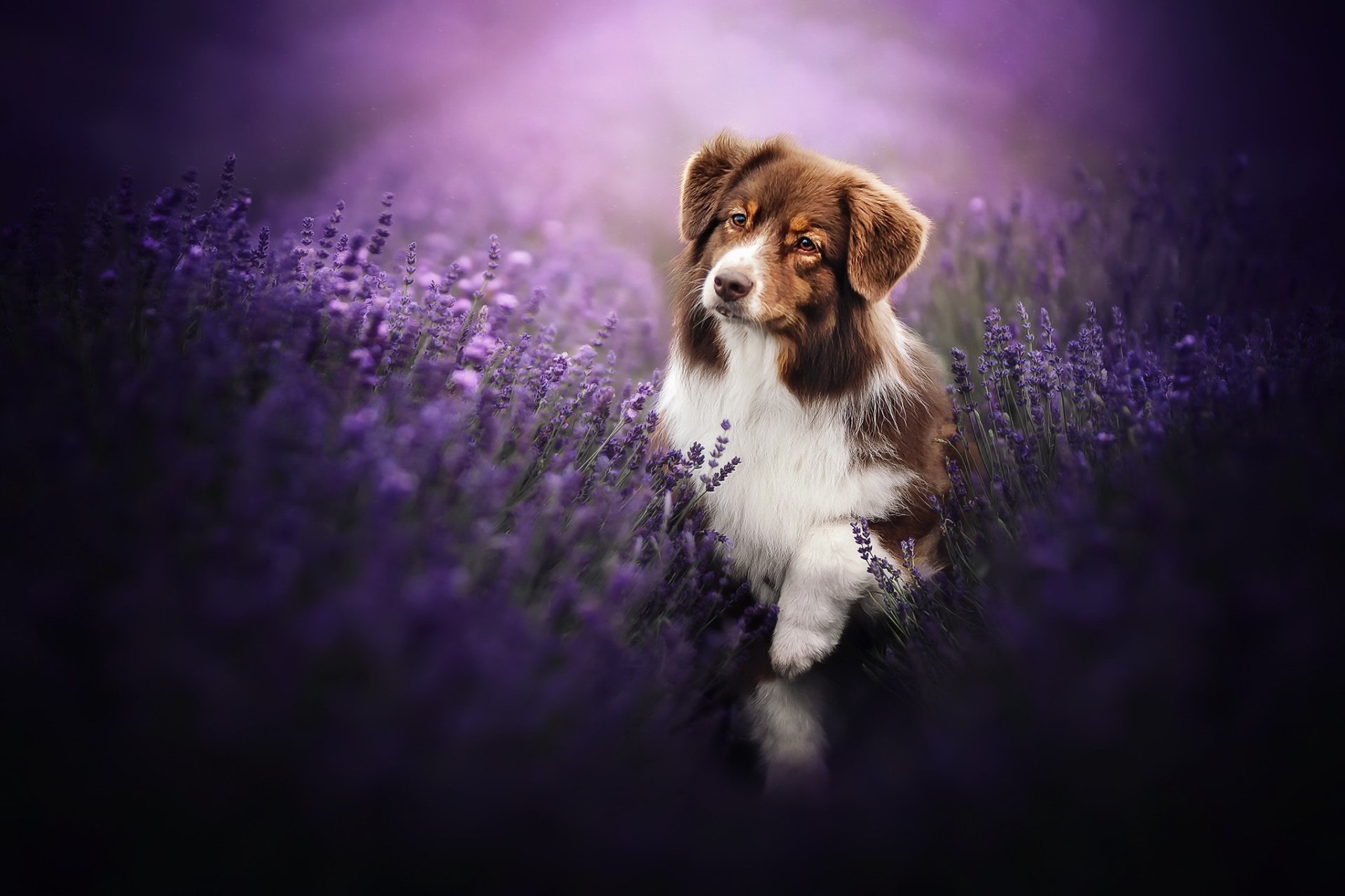 Dog Powerpoint Backgrounds Purple