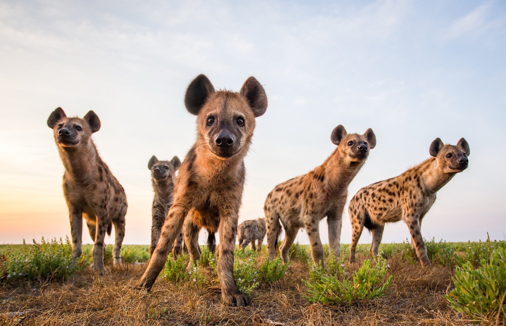 Spotted Hyenas in the Wild – Stunning HD Animal Wallpaper