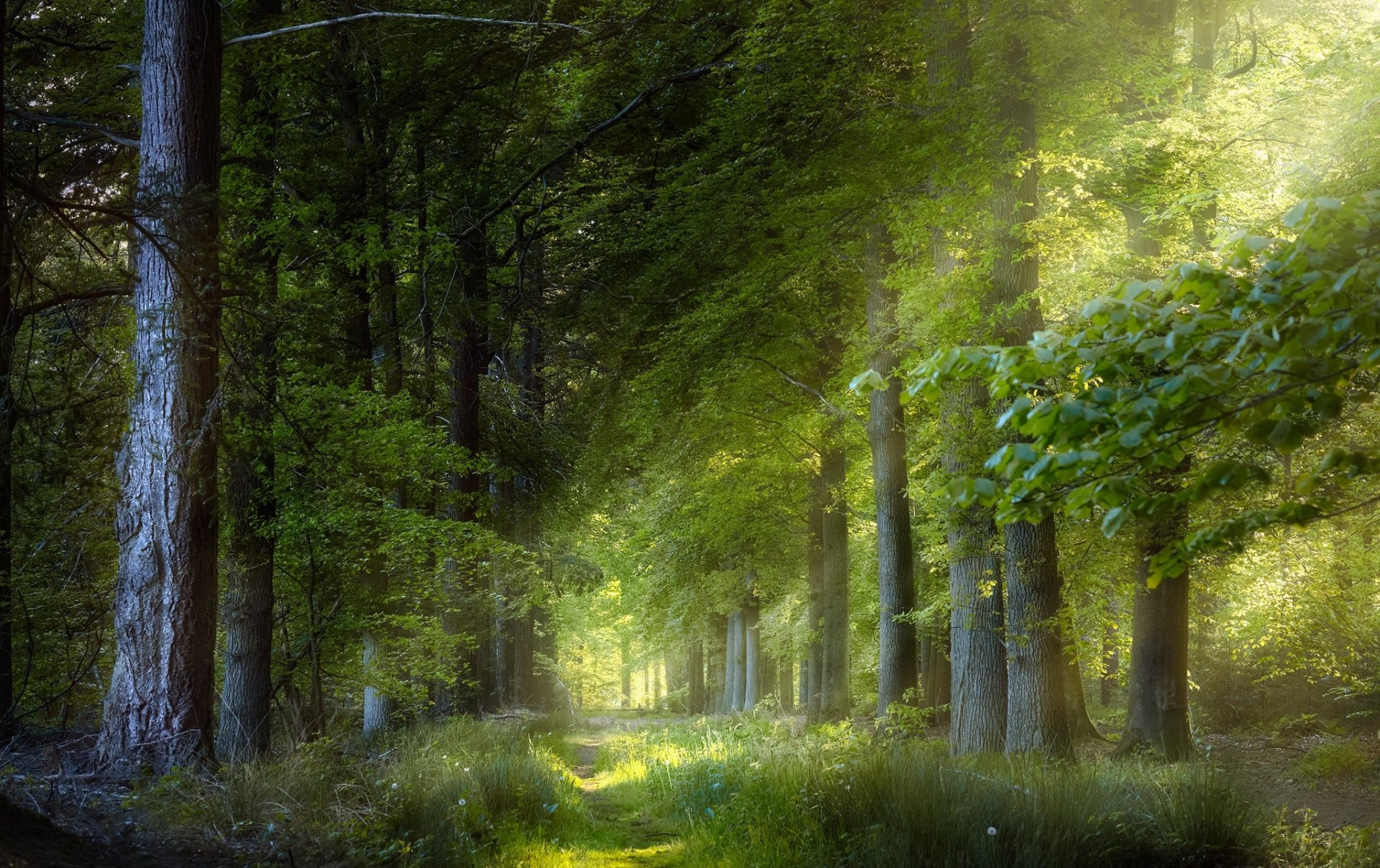 Serene Forest Glow - HD Nature Wallpaper