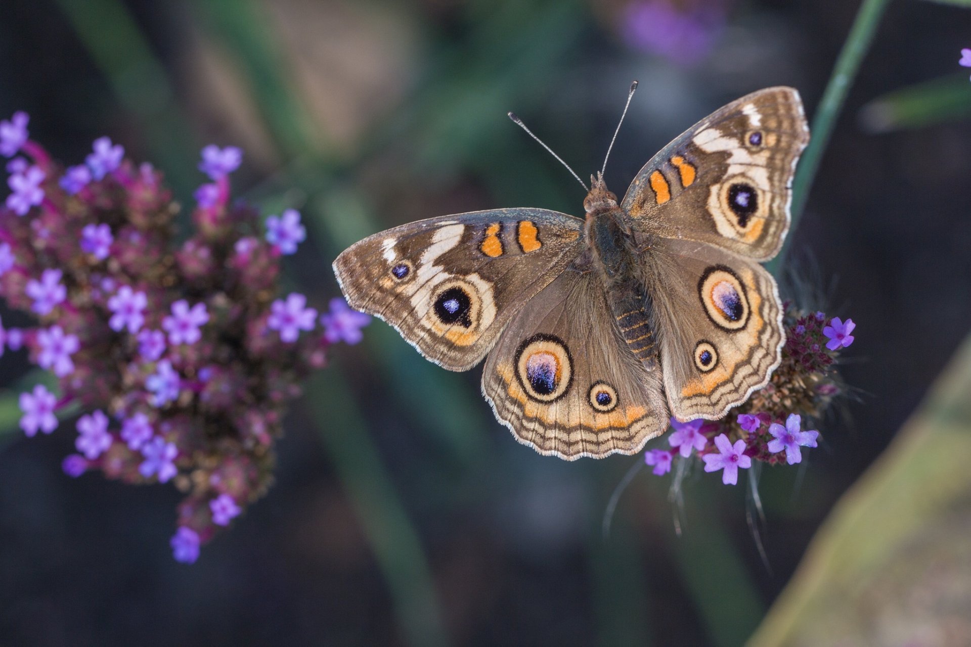 Butterfly HD Wallpaper