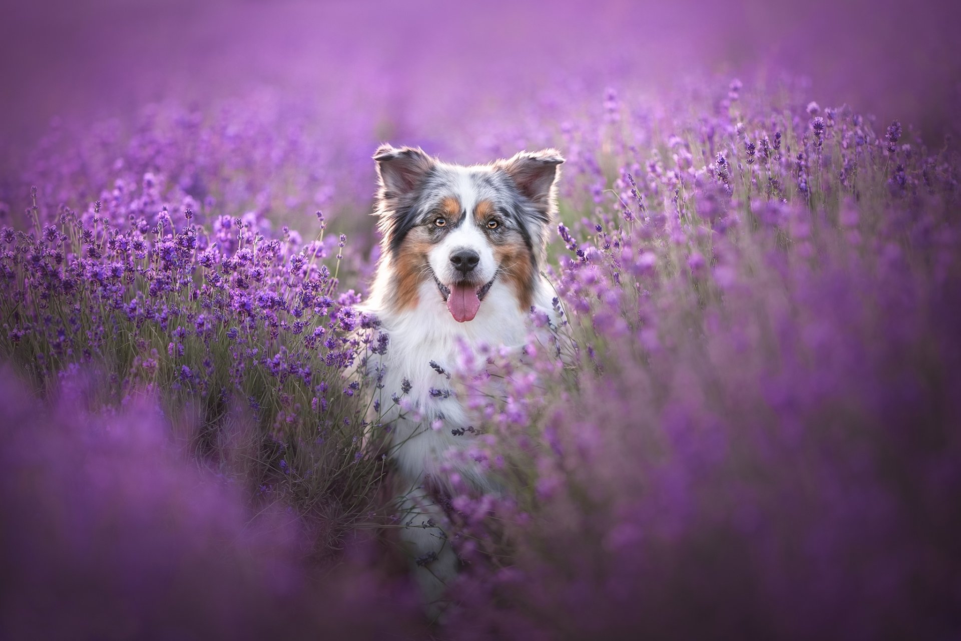 Download Purple Flower Lavender Dog Flower Animal Australian Shepherd ...