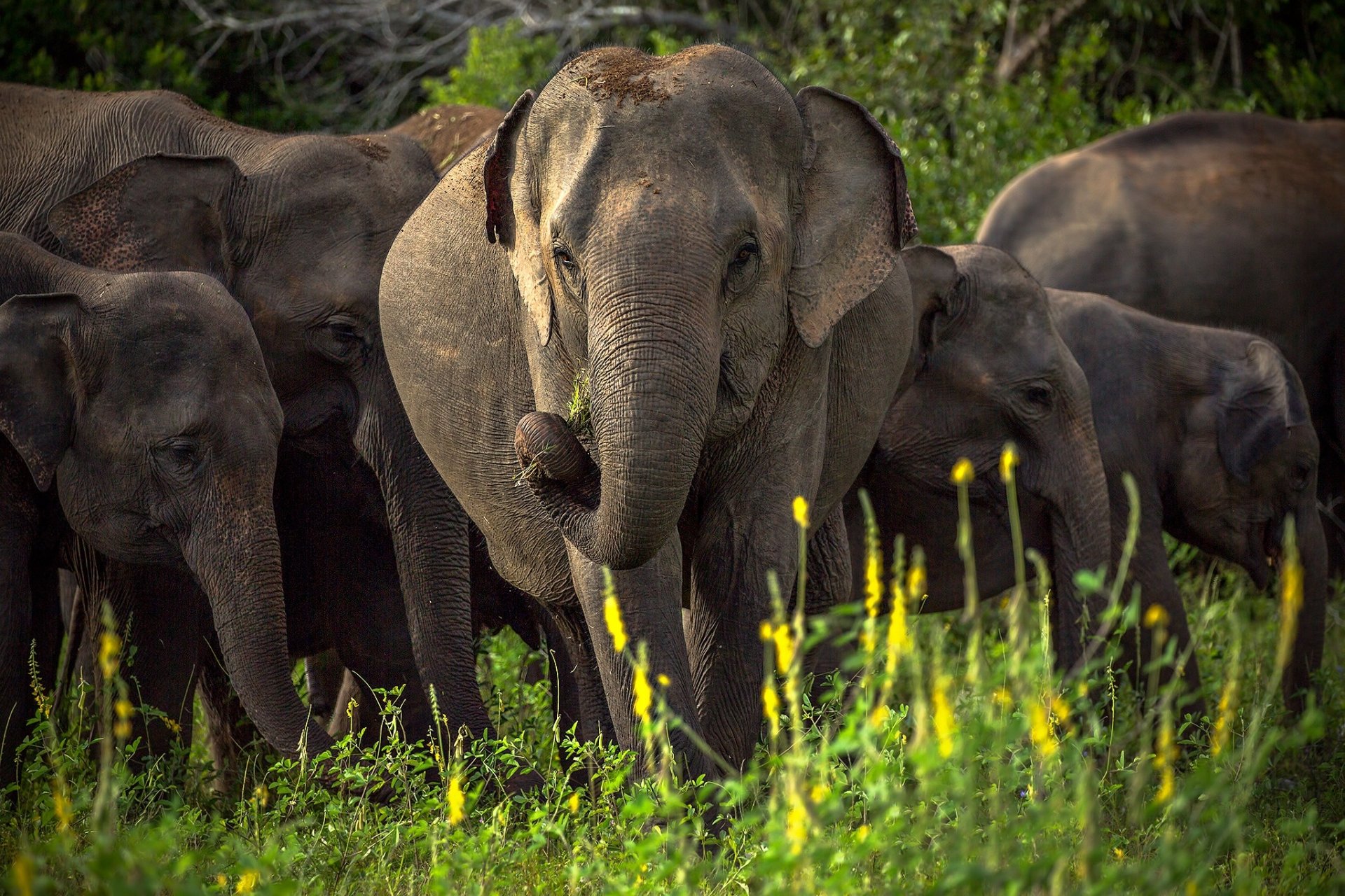 Download Animal Asian Elephant HD Wallpaper | 2048x1365 | Wallpaper Abyss