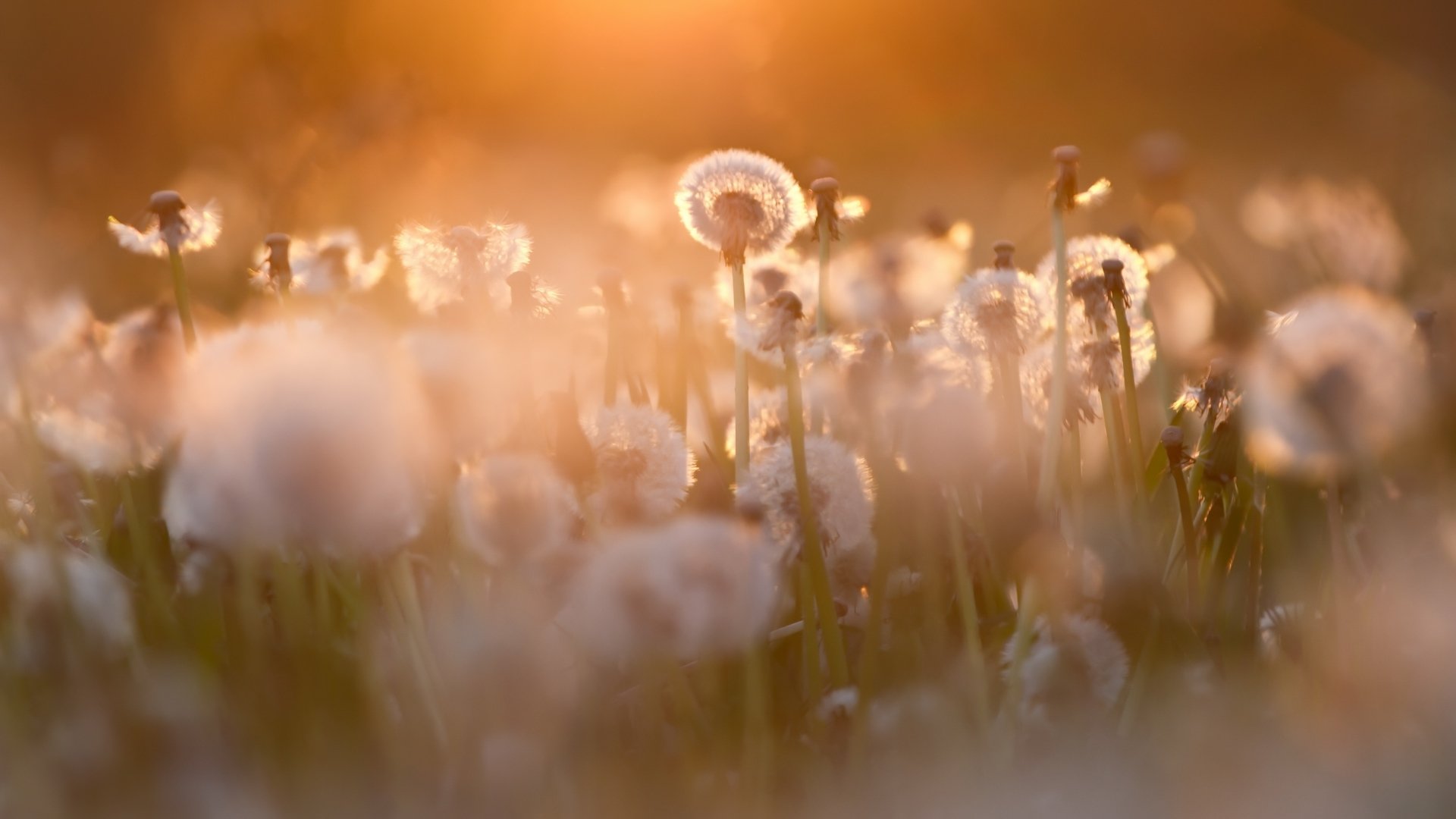 Download Nature Dandelion 4k Ultra HD Wallpaper