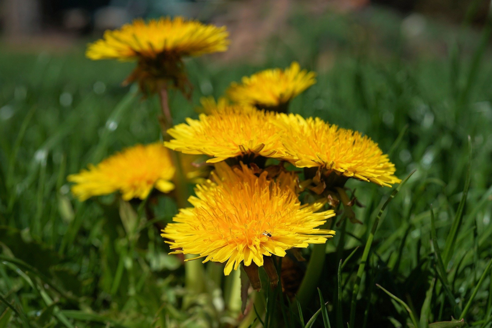 Download Nature Dandelion HD Wallpaper
