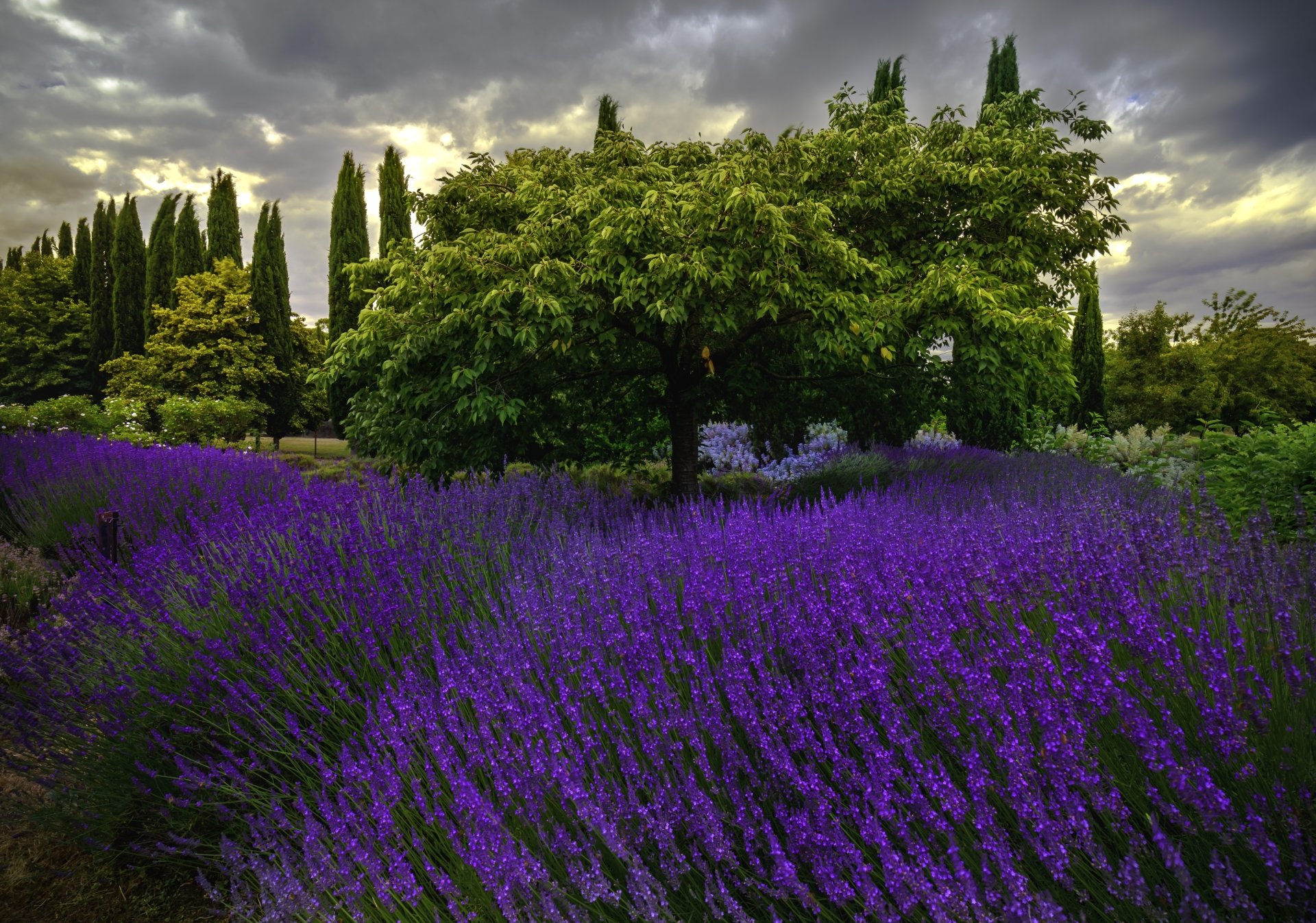 Download Cloud Tree Nature Lavender 4k Ultra HD Wallpaper | 6079x4264 ...