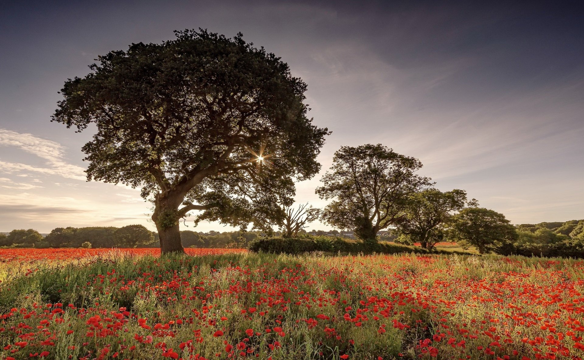 Download Poppy Tree Nature Landscape HD Wallpaper