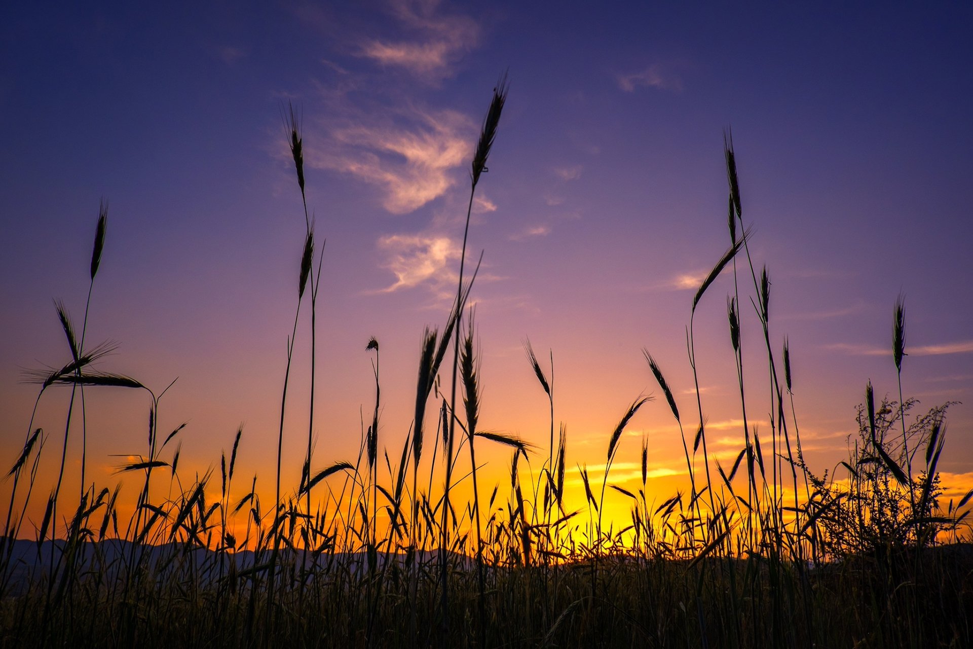 Field of Gold — Sunset Sky HD Wallpaper | 2048x1365 | Wallpaper Abyss
