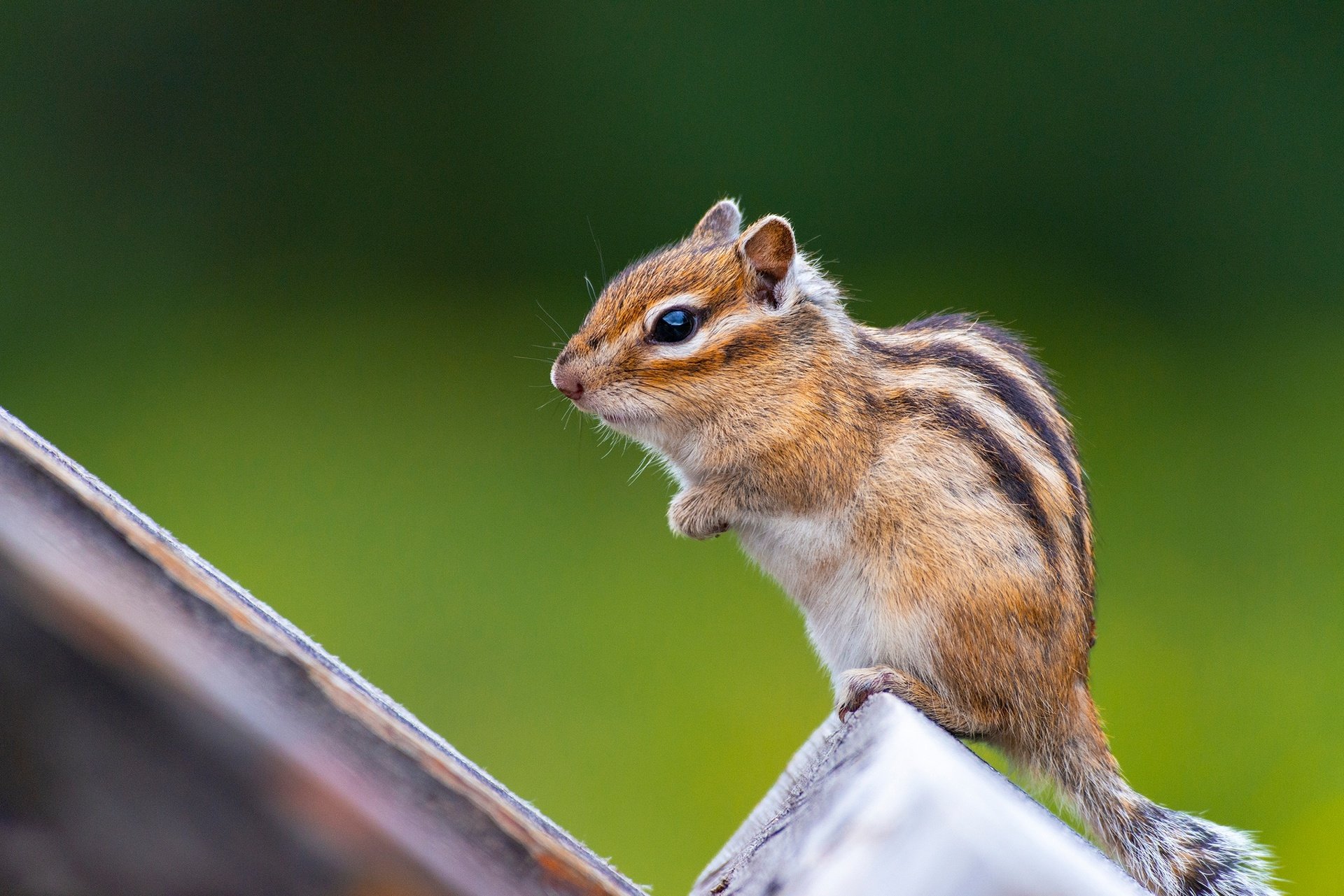 Animal Chipmunk HD Wallpaper