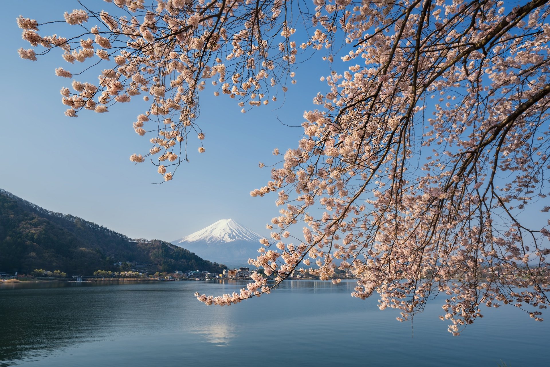 Spring Serenity: Sakura Blossoms and Mount Fuji Reflecting on a ...