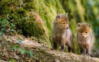 Fox Pfp