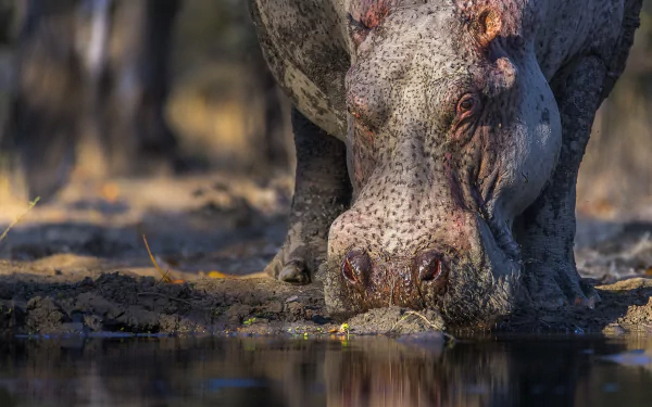 [90+] Hippo Wallpapers