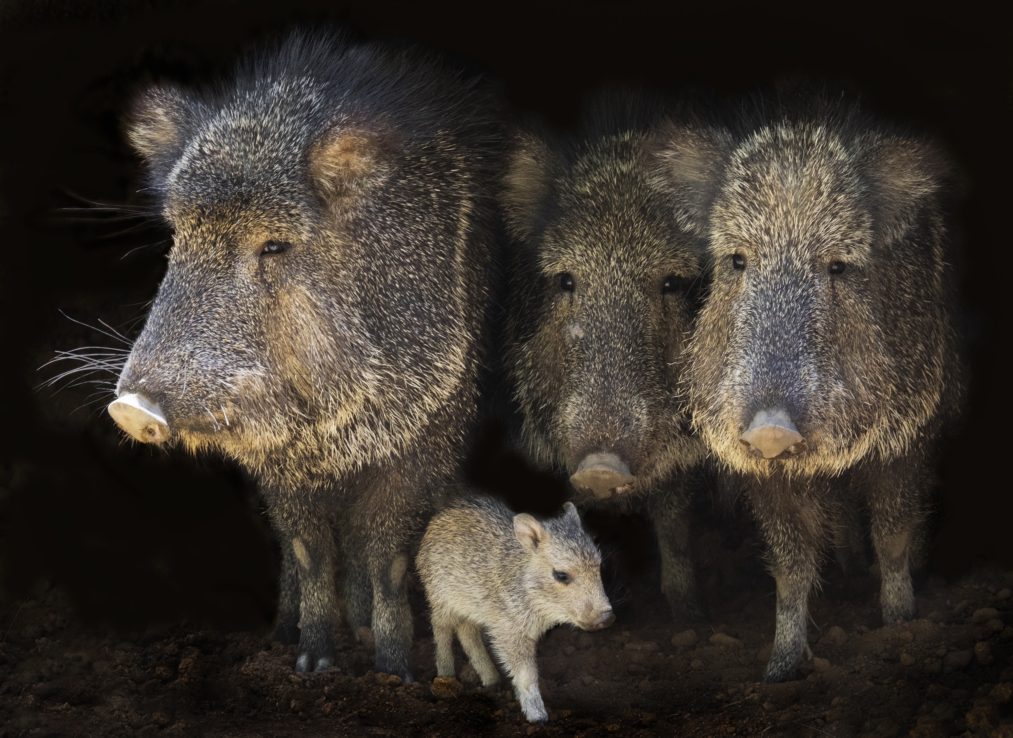 Download Animal Peccary 4k Ultra HD Wallpaper