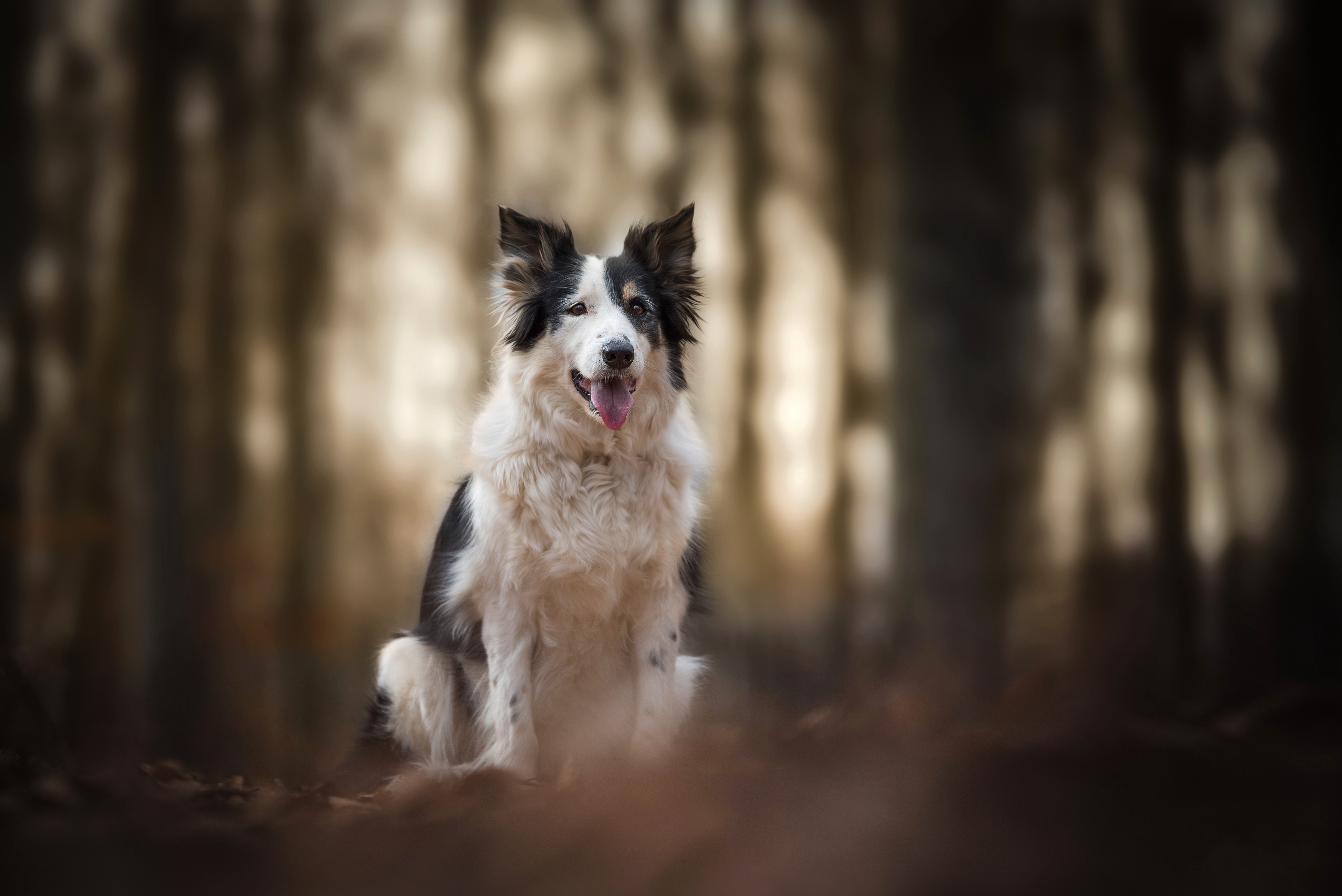 Download Depth Of Field Dog Animal Border Collie 4k Ultra HD Wallpaper