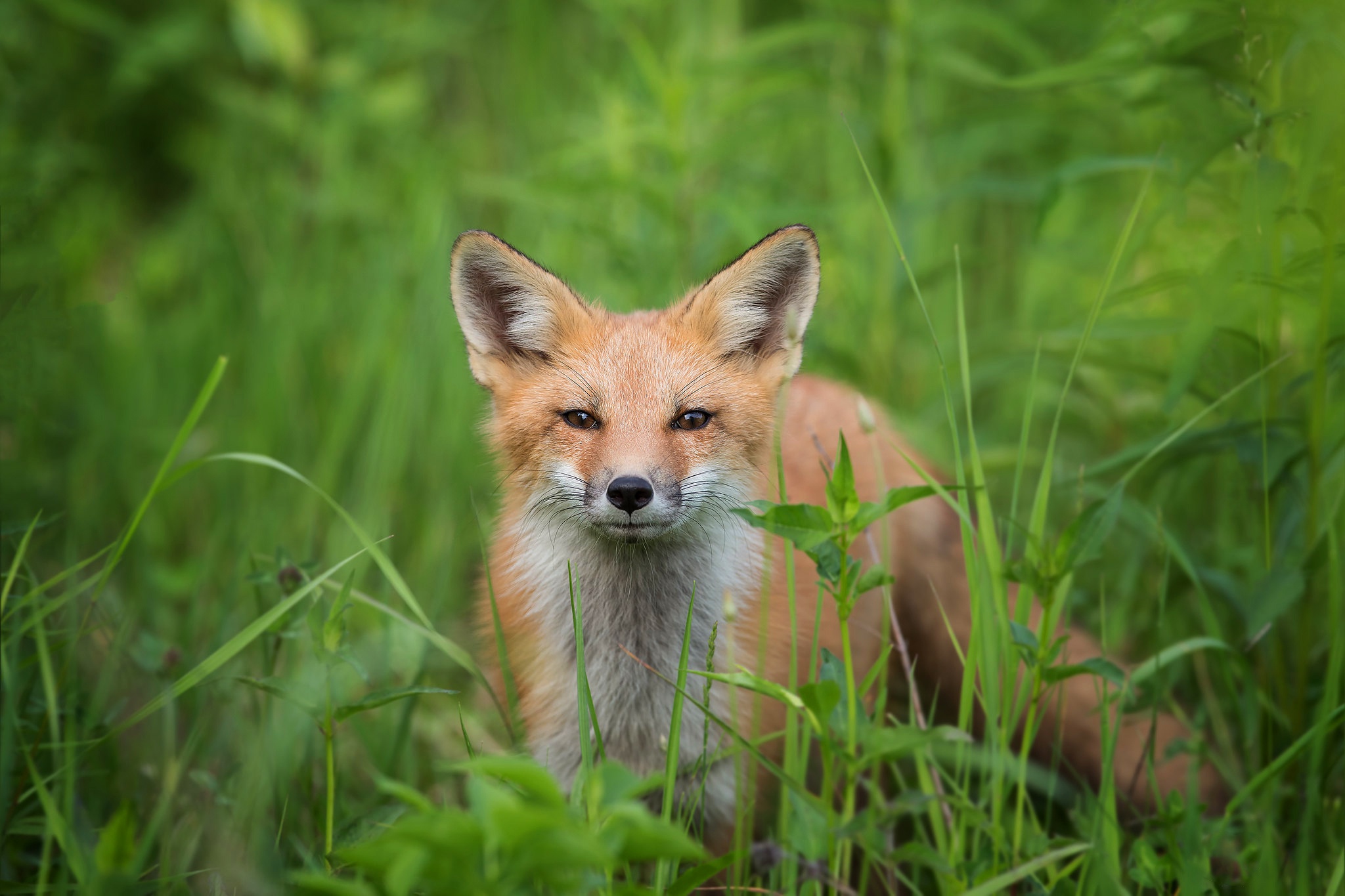 Download Animal Fox HD Wallpaper