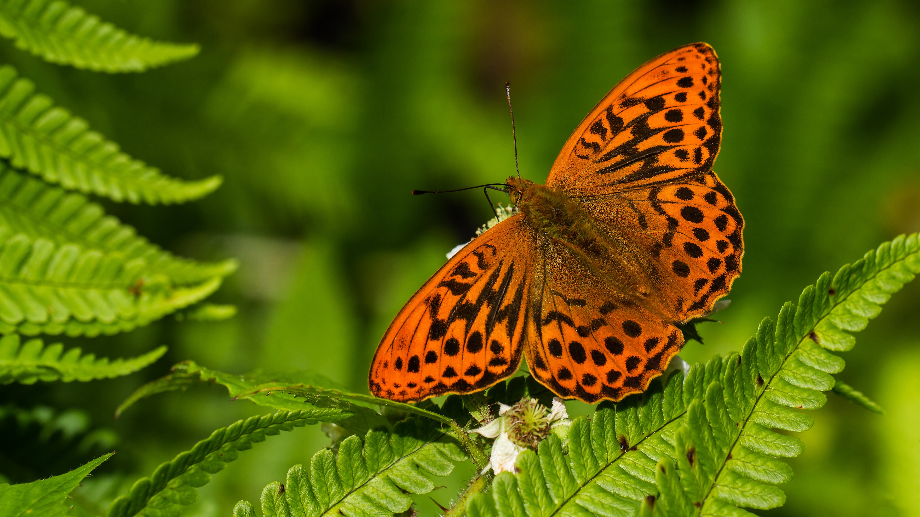 Butterfly Images Free Download Hd Desktop Wallpapers 4k Hd