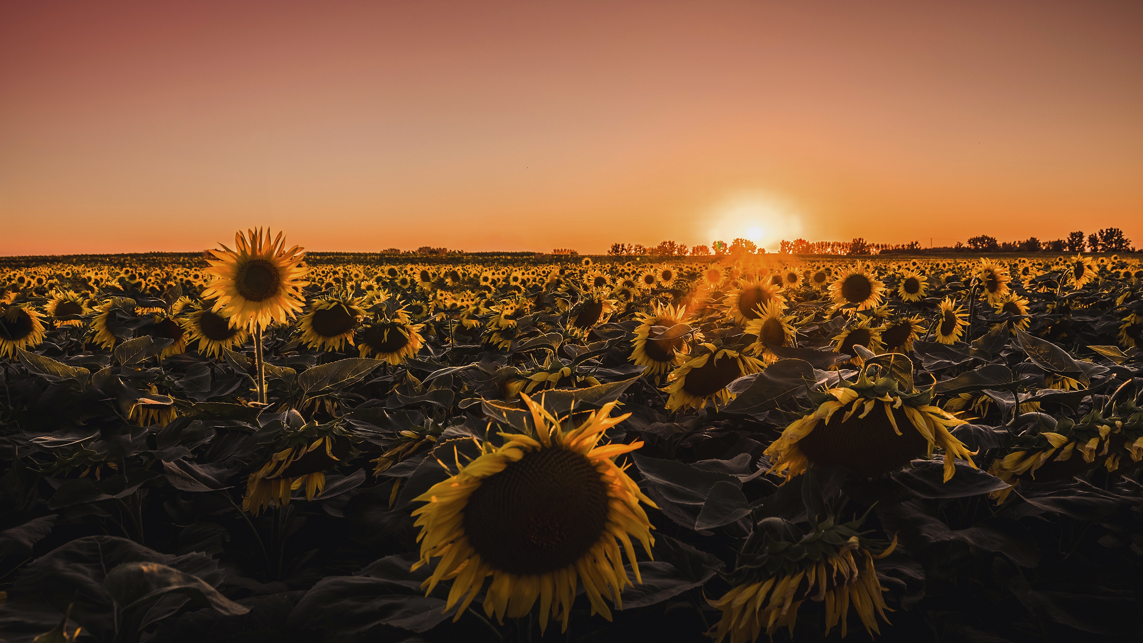 Download Sunset Field Flower Nature Sunflower 4k Ultra HD Wallpaper
