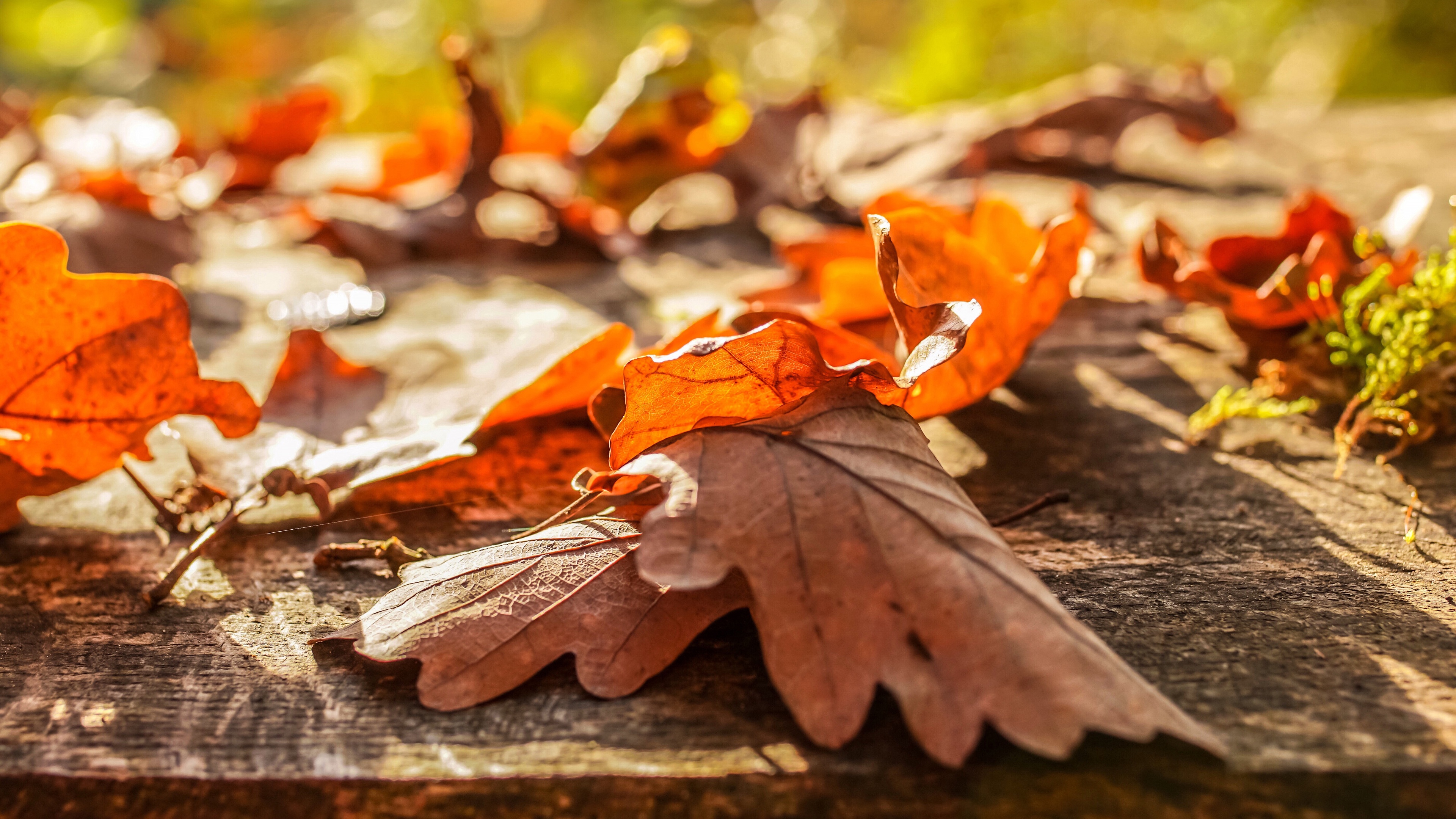 Download Fall Nature Leaf 4k Ultra HD Wallpaper
