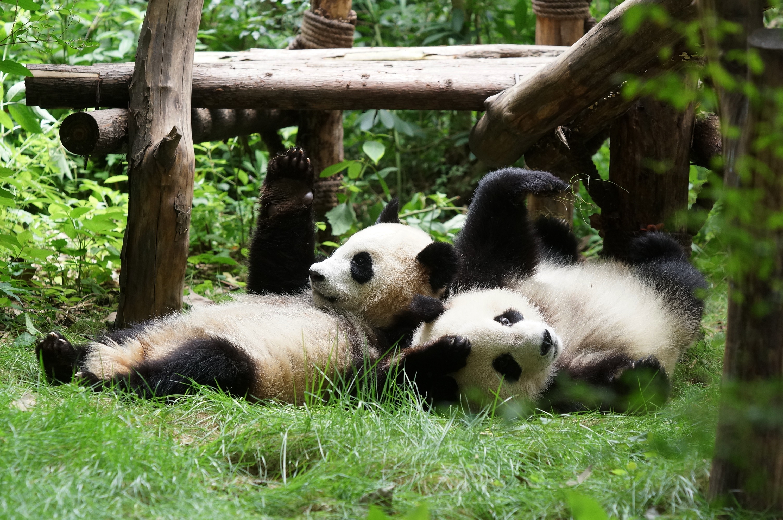 Panda HD Wallpaper