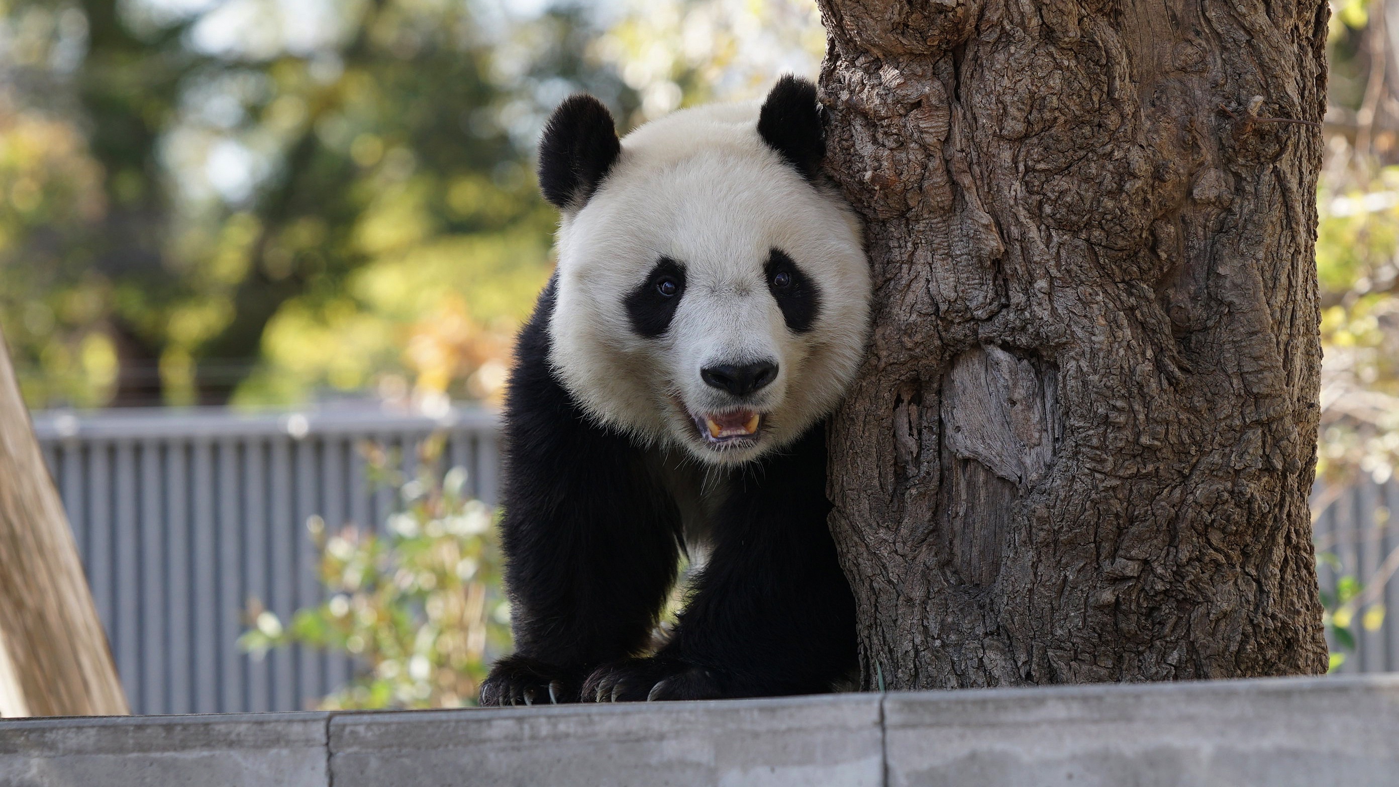 Download Animal Panda HD Wallpaper