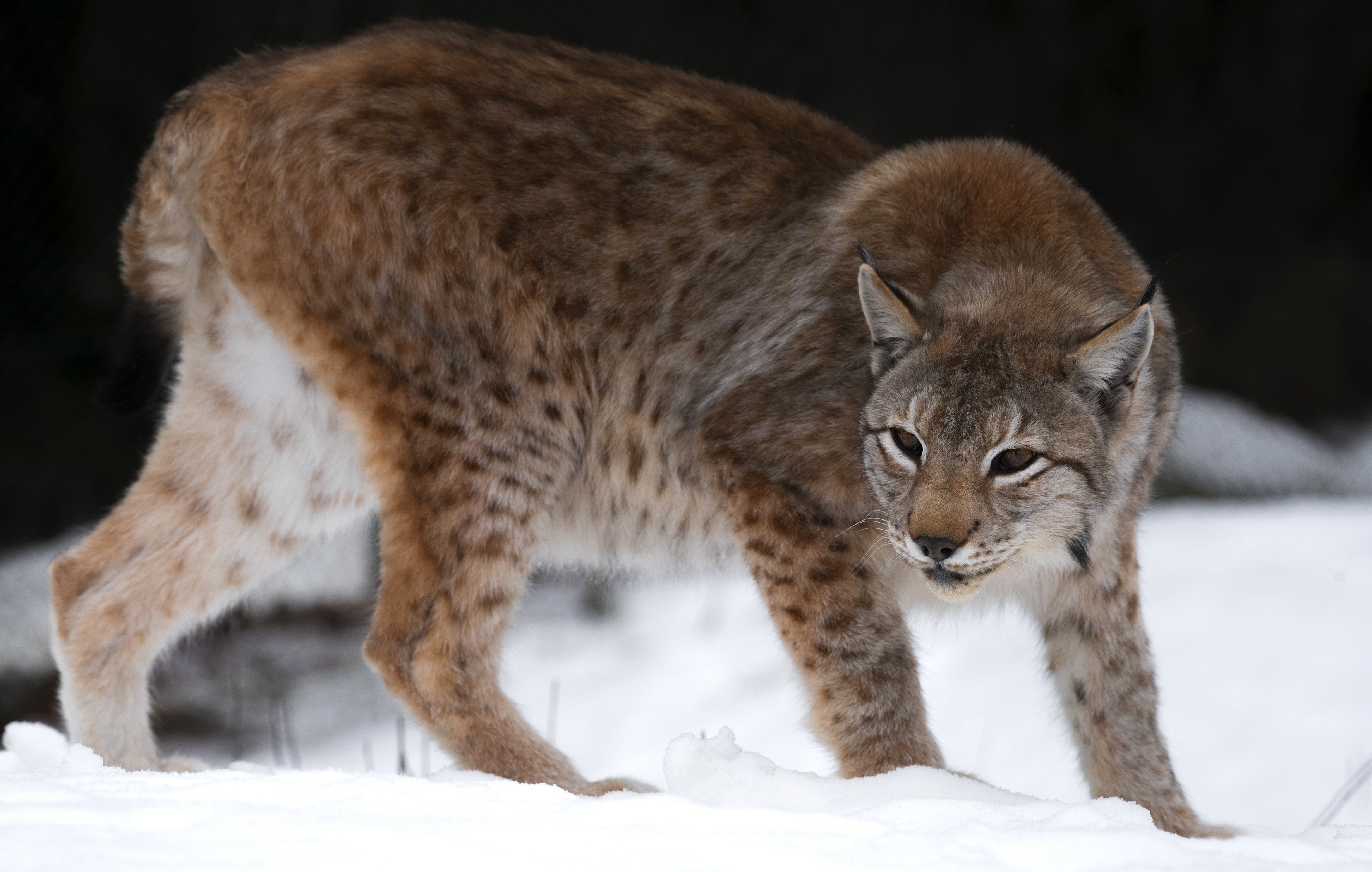 Animal Lynx HD Wallpaper