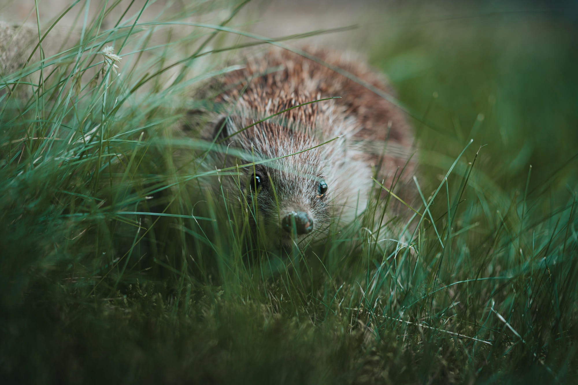 Animal Hedgehog HD Wallpaper