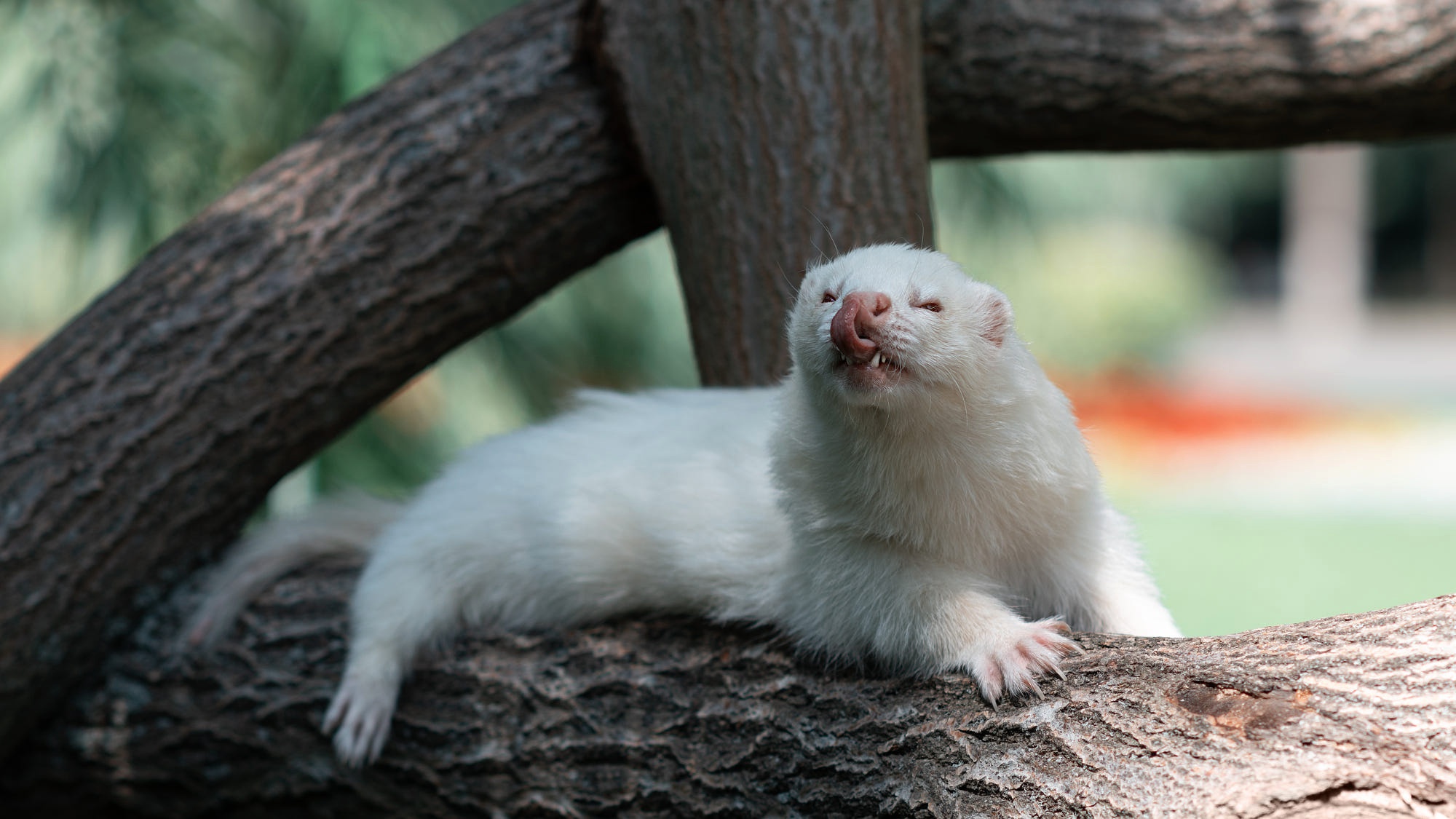 Ferret HD Wallpaper