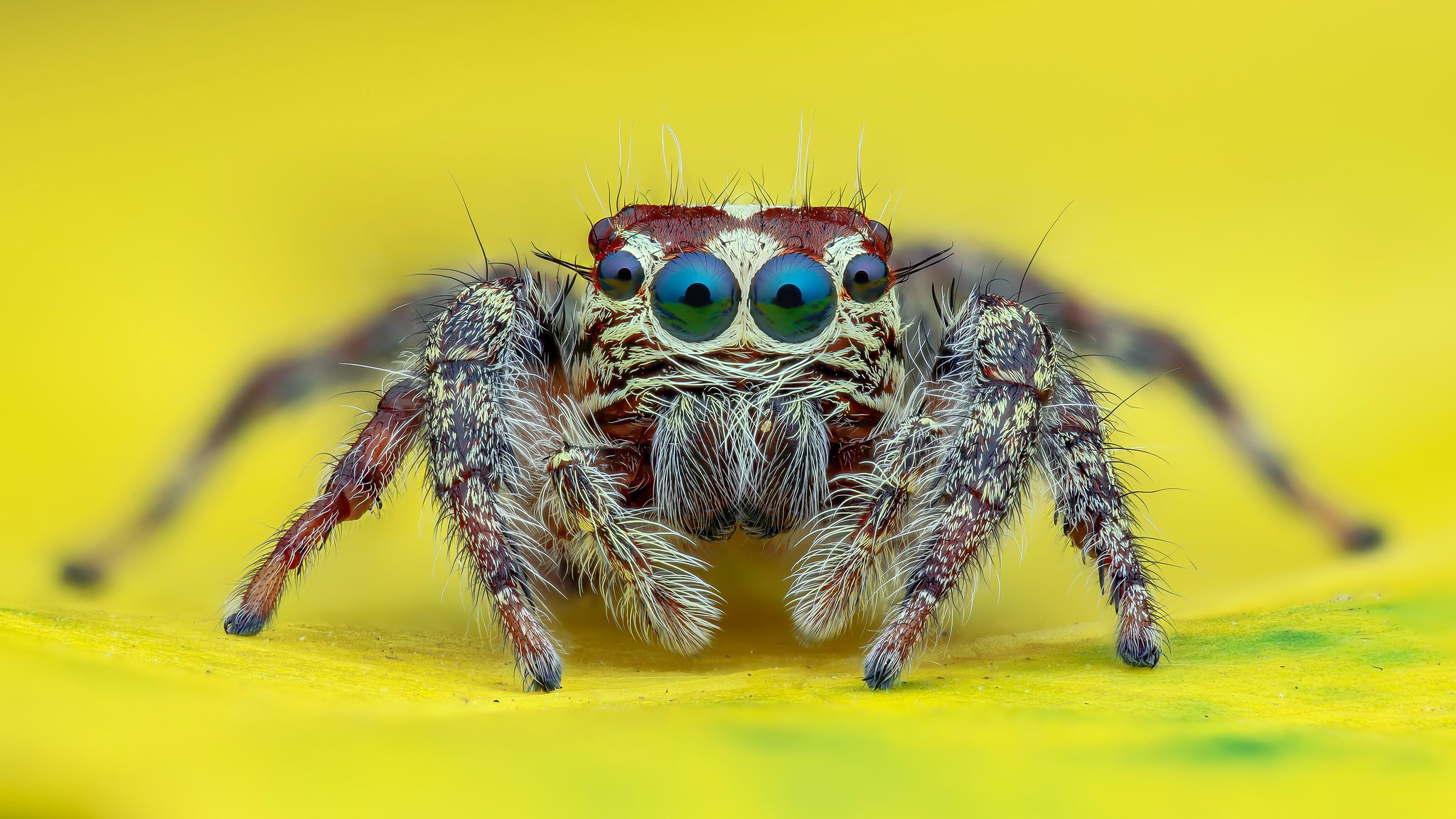 Jumping Spider HD Wallpaper | Background Image | 2046x1274