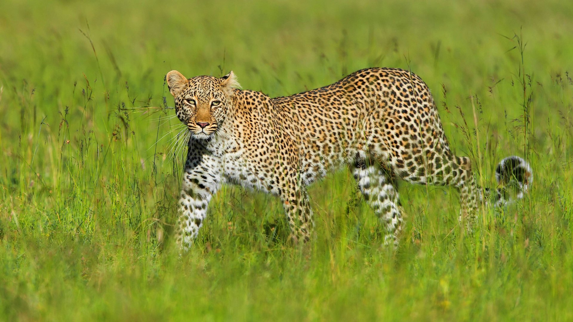Majestic Leopard in Lush Green – Stunning HD Animal Wallpaper ...
