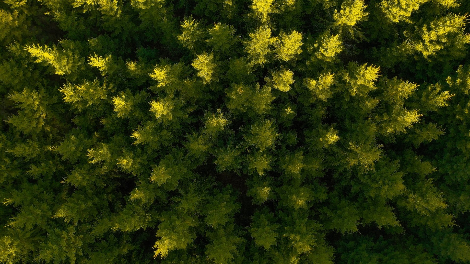 Download Spruce Nature Forest Photography Aerial 4k Ultra HD Wallpaper