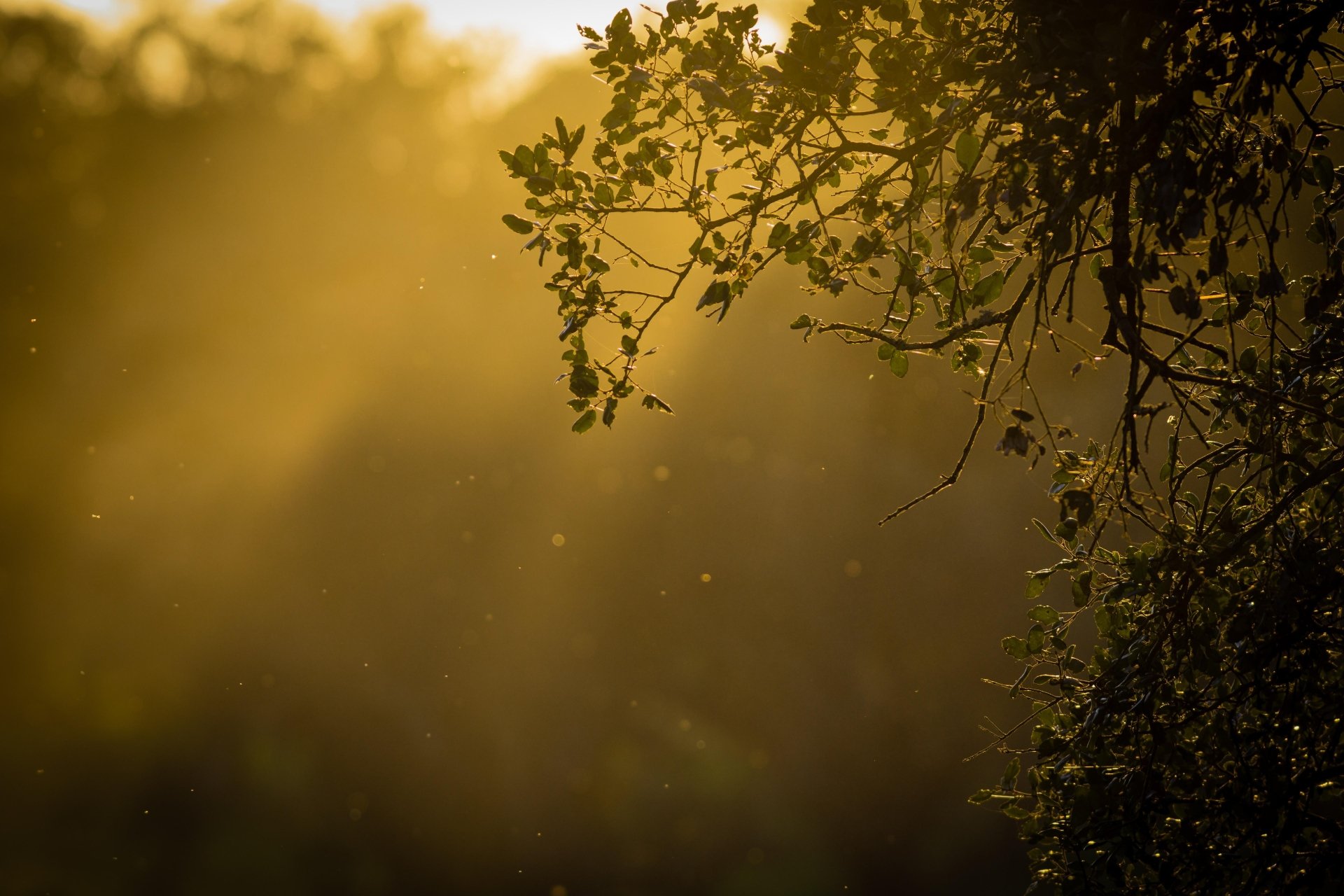 Download Blur Leaf Nature Branch 4k Ultra HD Wallpaper
