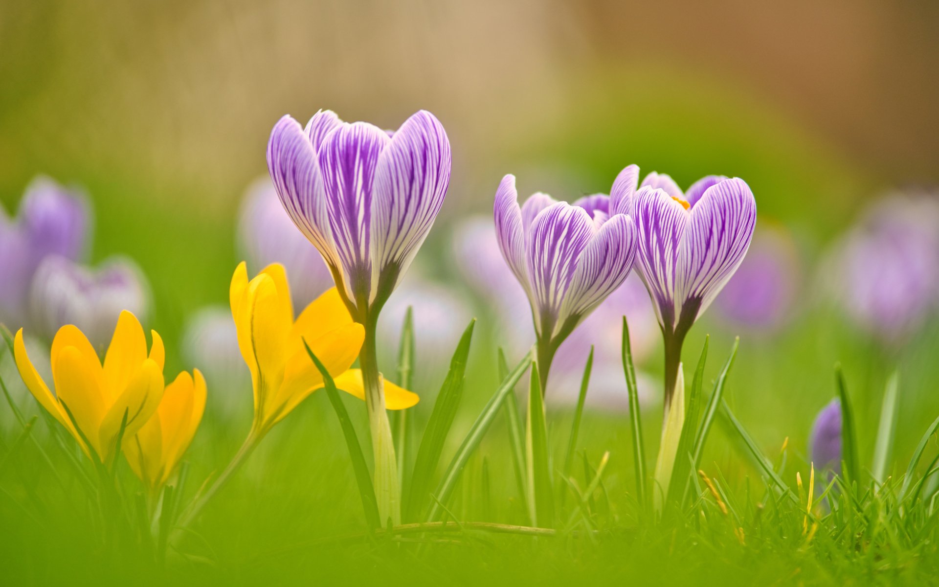 Download Flower Nature Crocus HD Wallpaper