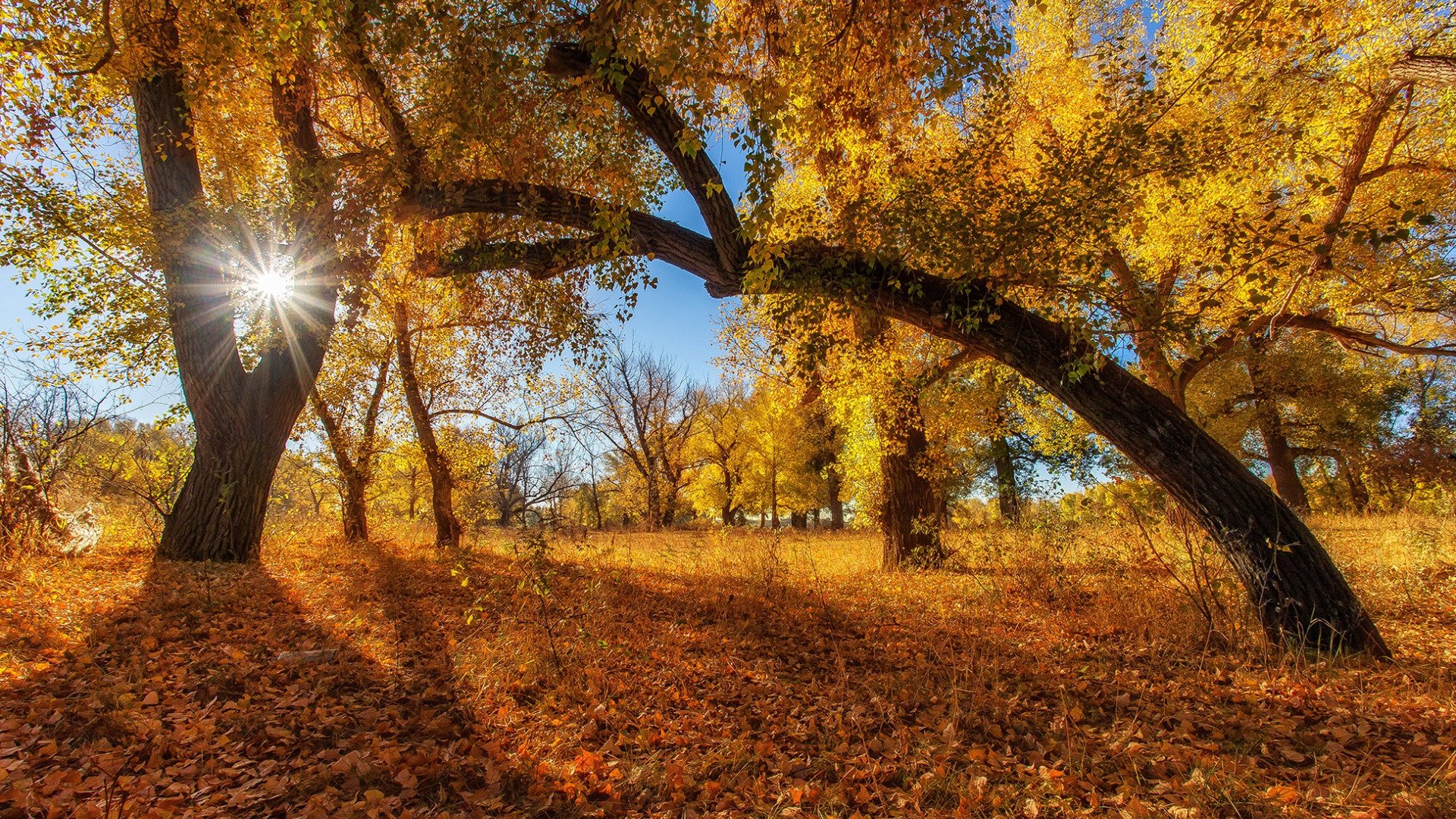 Golden Fall Glow: HD Nature Wallpaper with Sunlit Trees by Sagaidak ...
