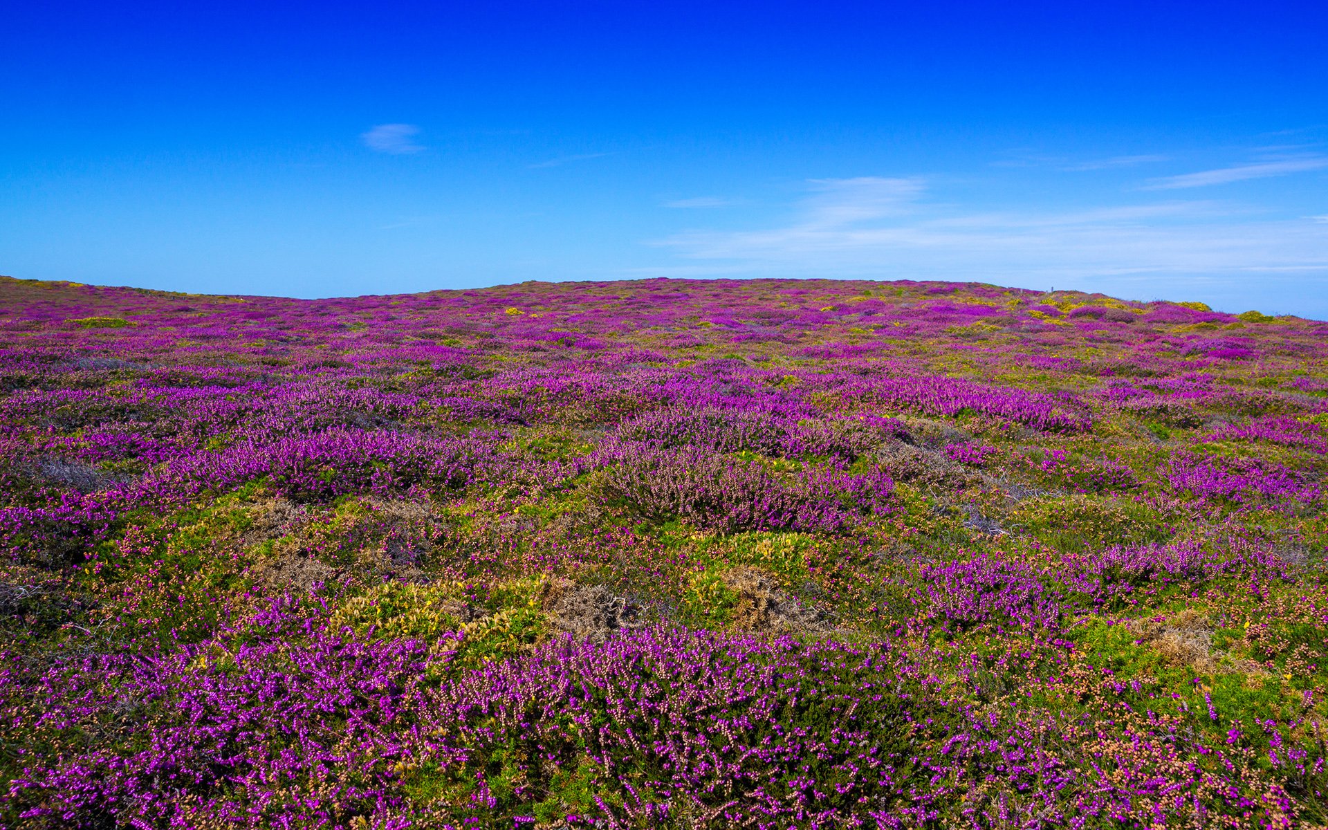Heather Bloom Under a Vibrant Sky HD Wallpaper