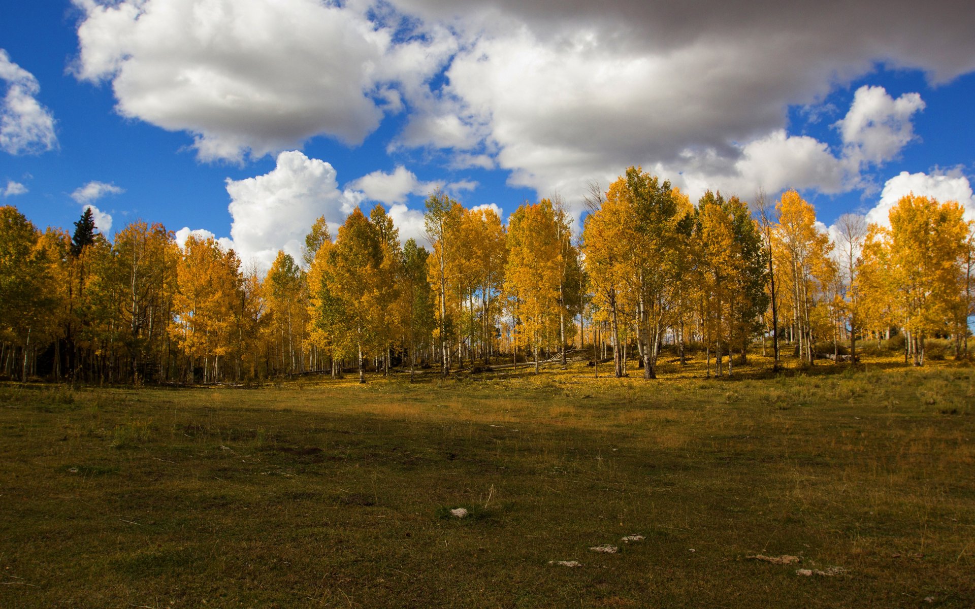 Download Birch Cloud Forest Nature Fall HD Wallpaper | 2880x1800 ...