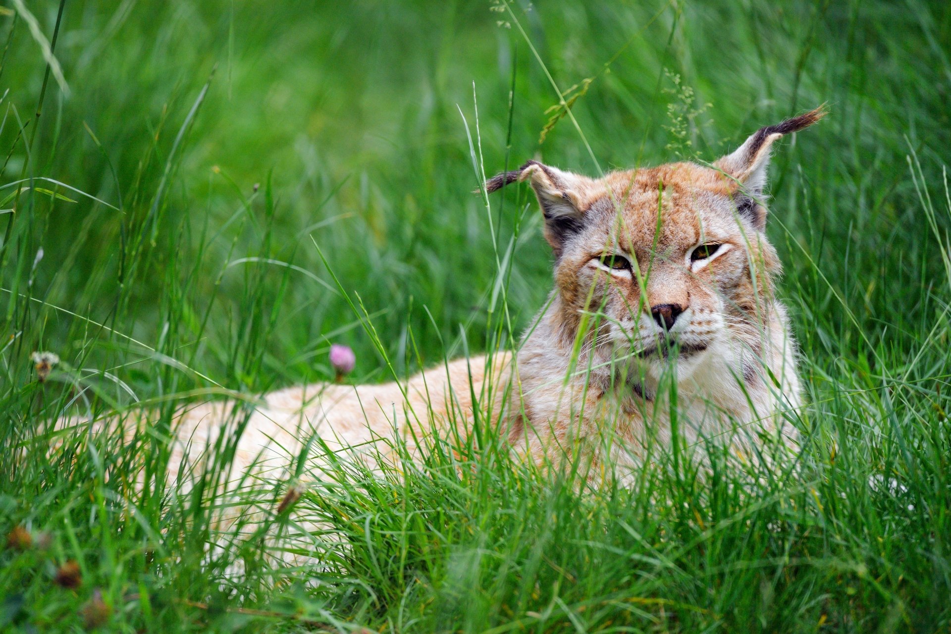 Download Animal Lynx 4k Ultra HD Wallpaper
