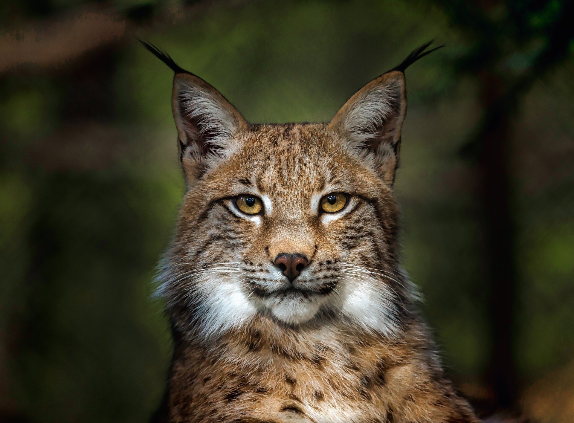 Download Stare Animal Lynx 4k Ultra HD Wallpaper