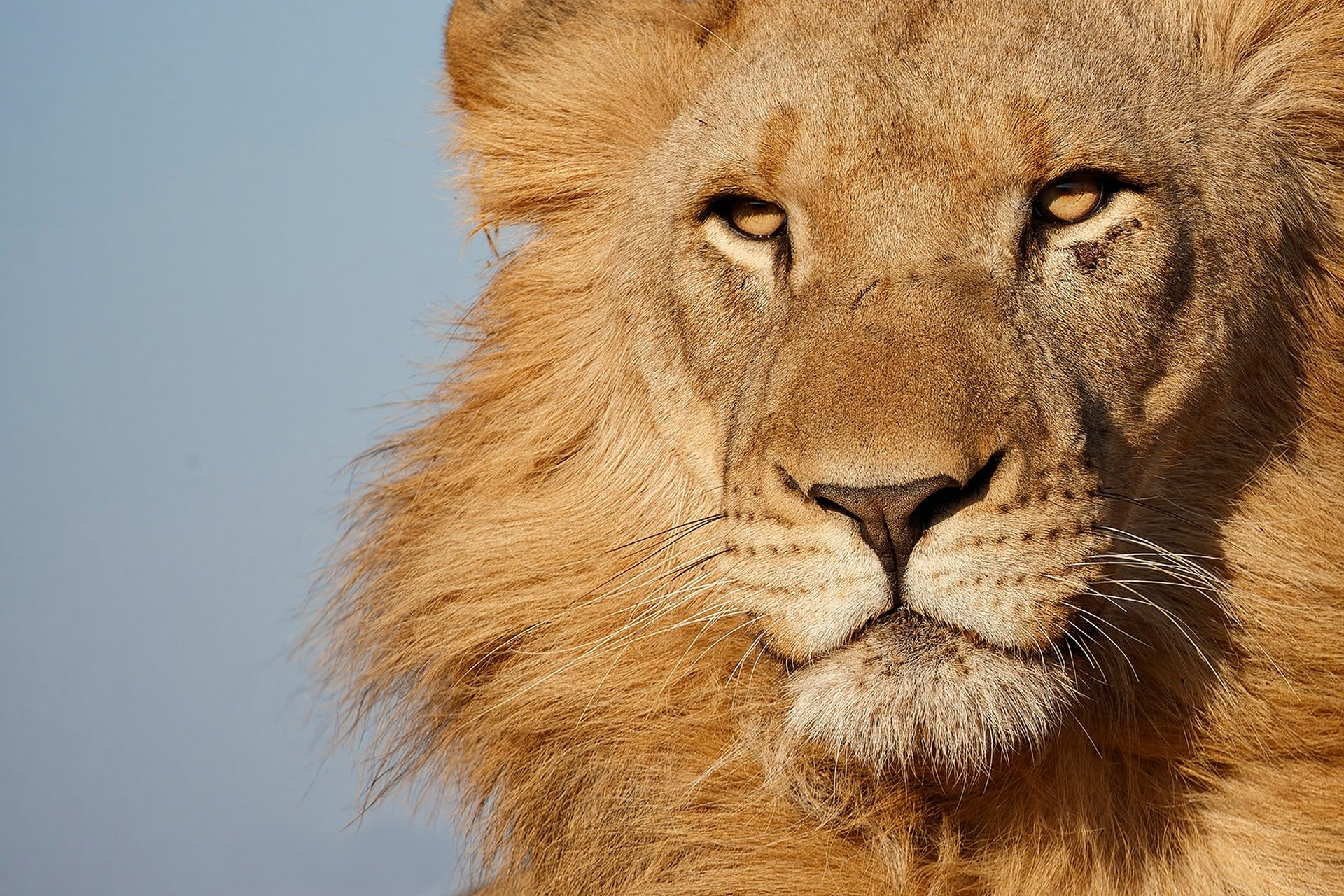 Download Stare Animal Lion HD Wallpaper | 1920x1280 | Wallpaper Abyss