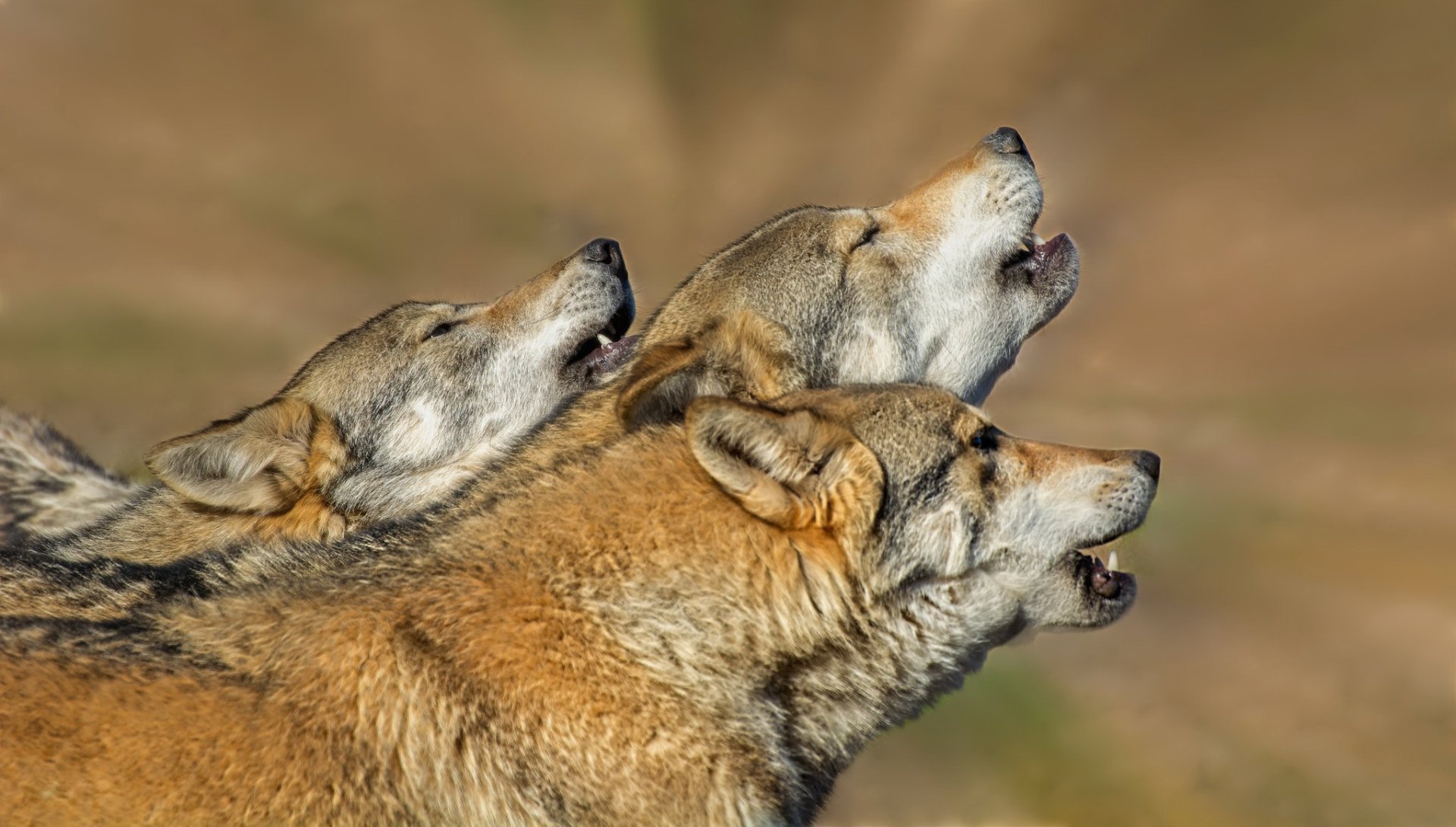 Download Animal Wolf HD Wallpaper