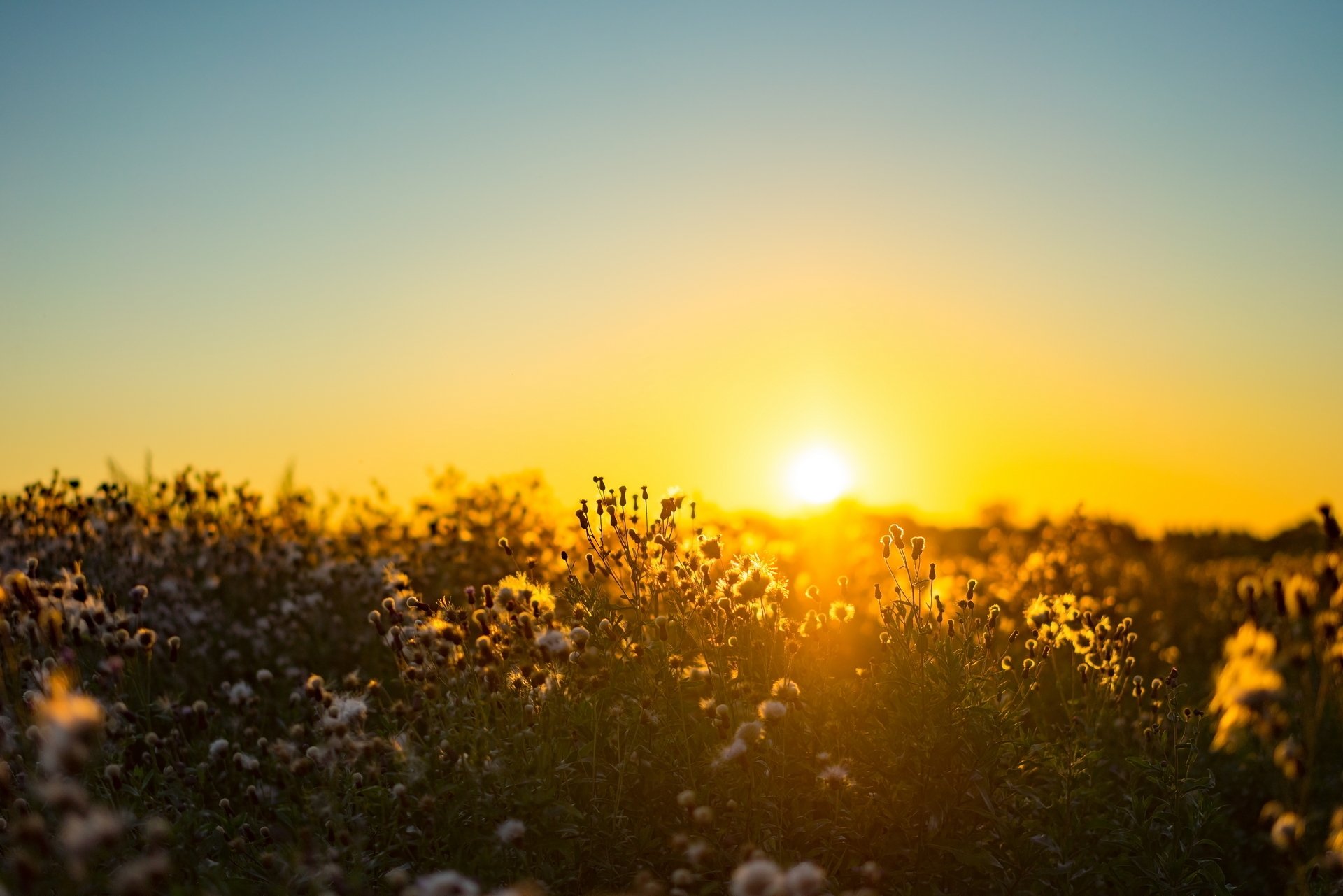 Download Dawn Sun Flower Nature Close-up HD Wallpaper | 1920x1281 ...