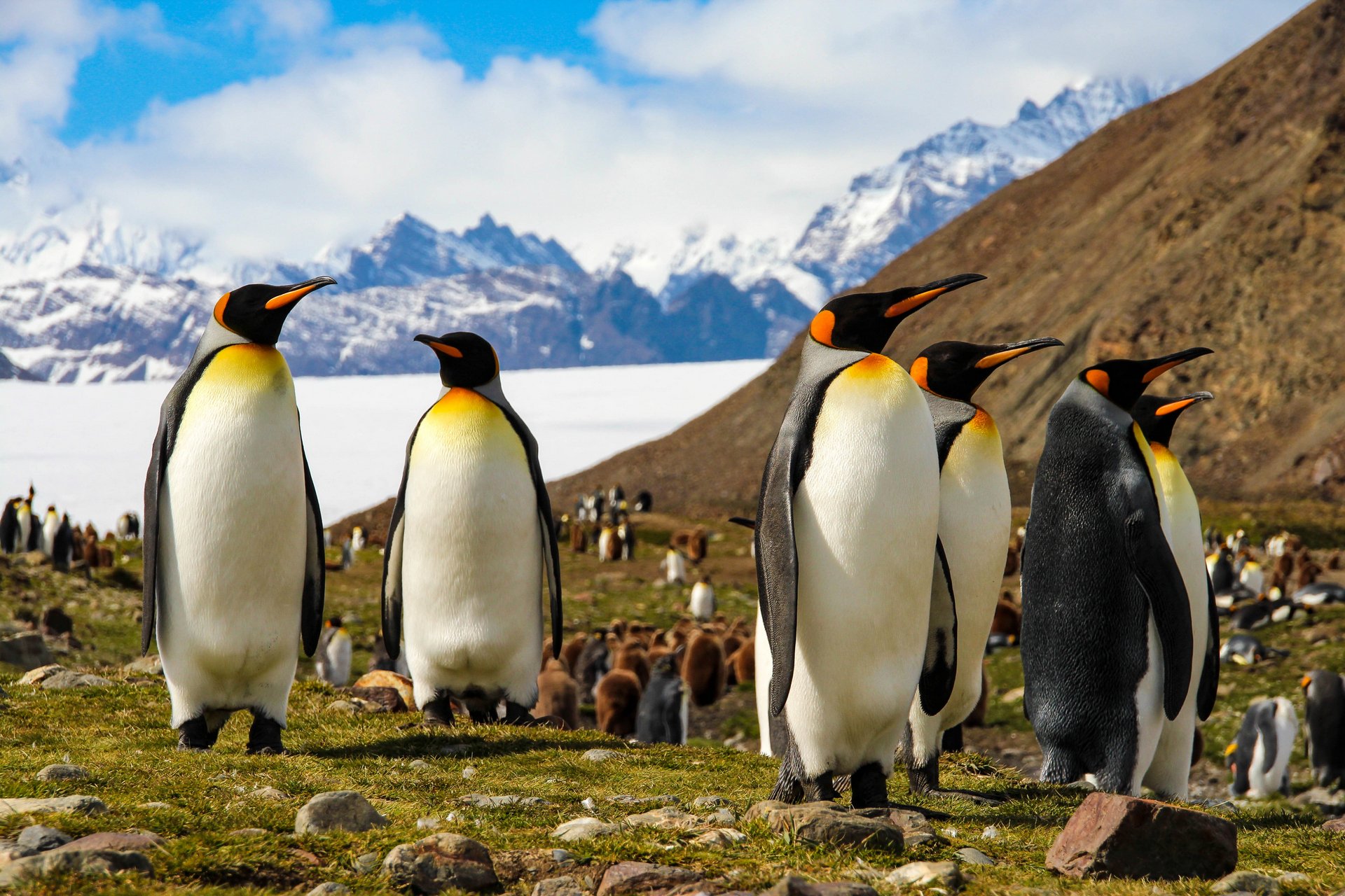 Majestic Penguins in HD: Arctic Animal Wonderland Wallpaper | 1920x1280 ...