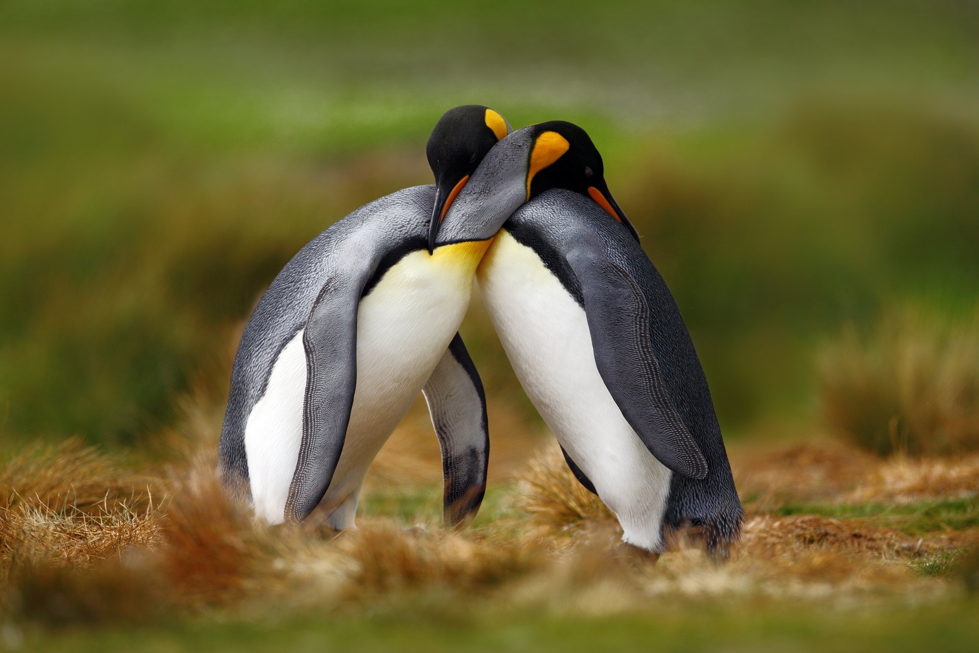 Majestic Penguins: HD Wildlife Wallpaper