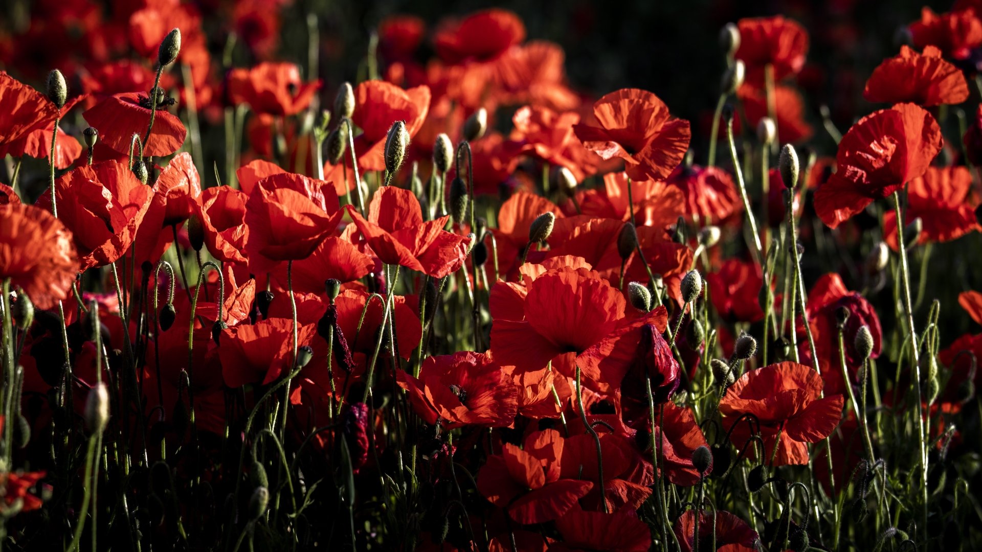 Download Nature Poppy 4k Ultra HD Wallpaper