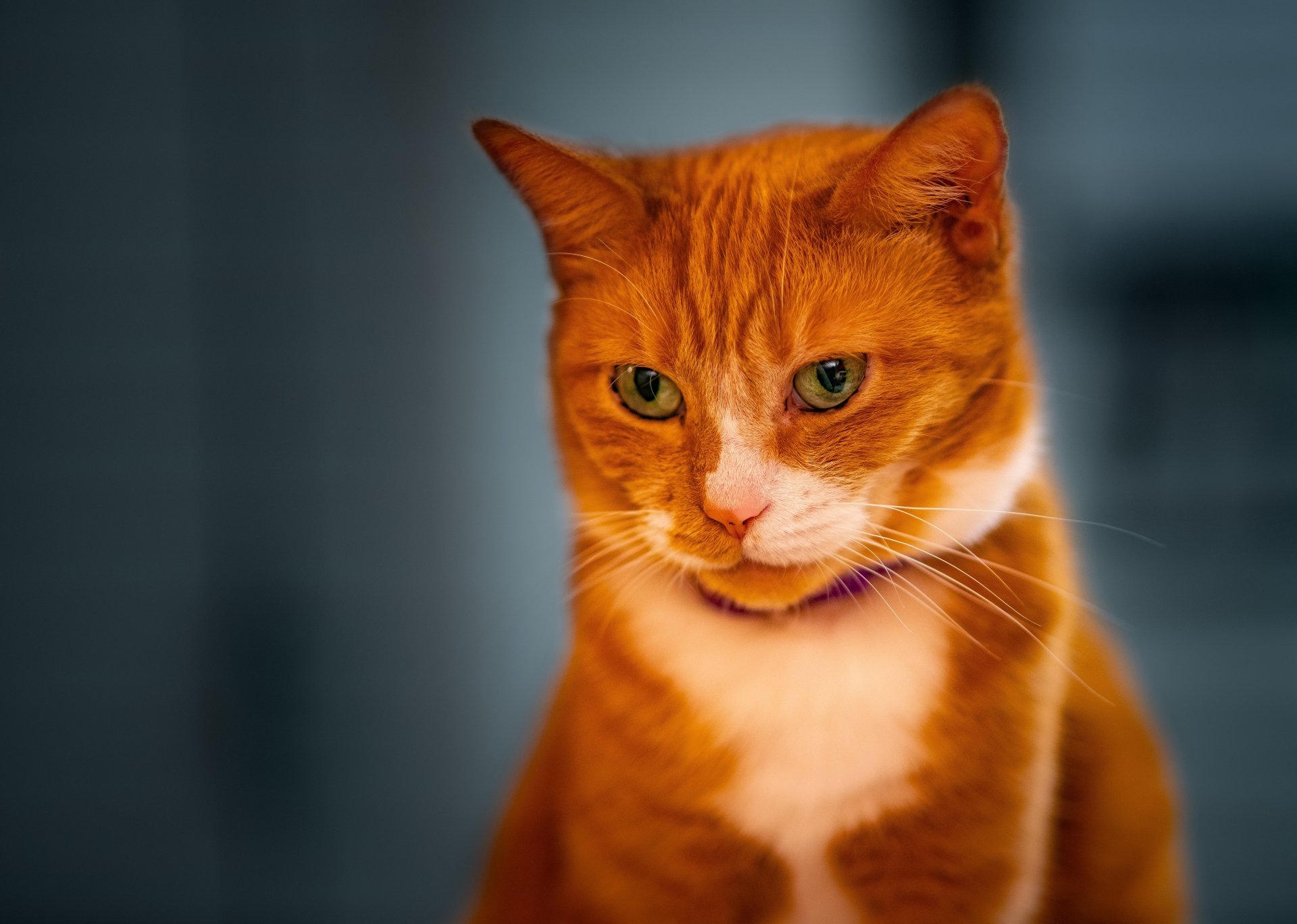 Regal Ginger Cat — 5K Ultra HD Wallpaper | 6144x4378 | Wallpaper Abyss