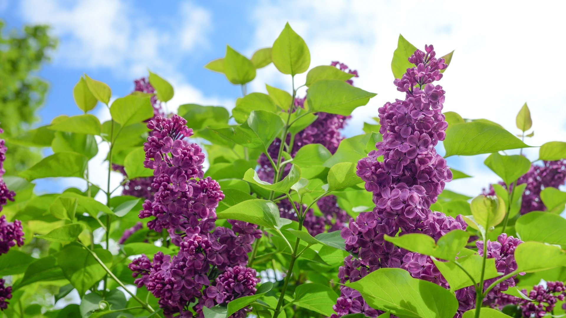 4K Ultra HD Lilac Blossoms: A Vibrant Spring Nature Wallpaper ...
