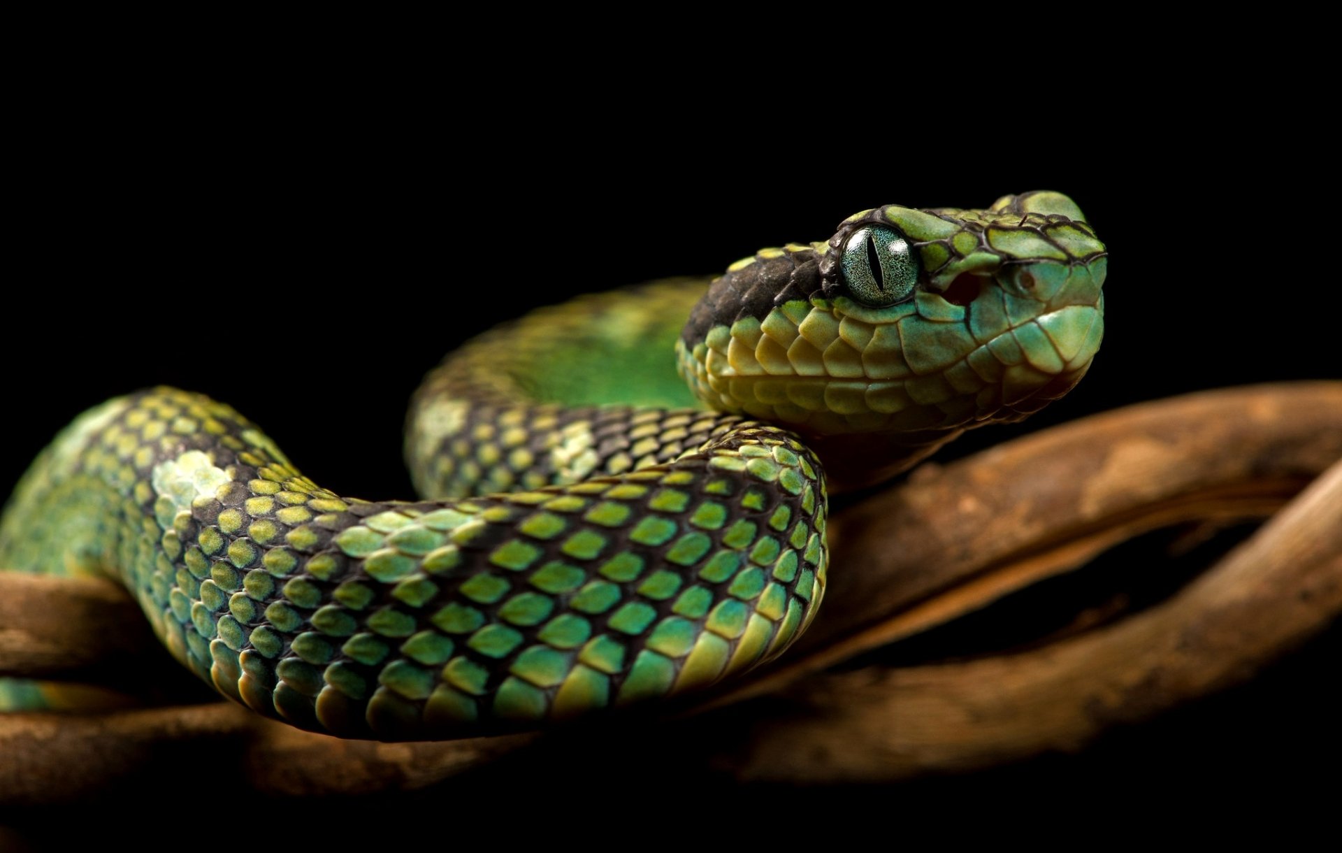 Download Snake Animal Python HD Wallpaper